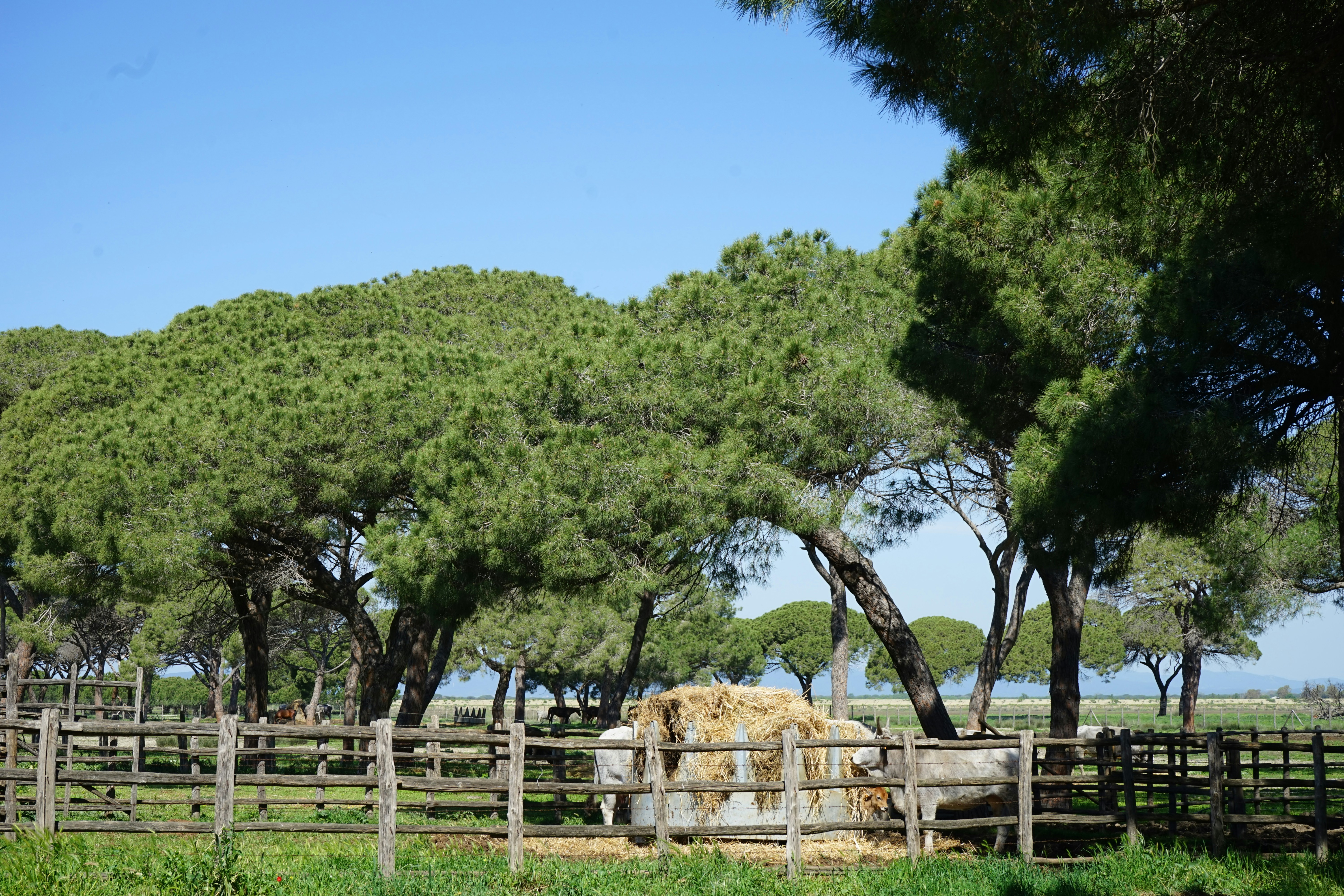 Cow resting in a sunlit, fenced enclosure surrounded by tall, leafy trees under a clear blue sky.