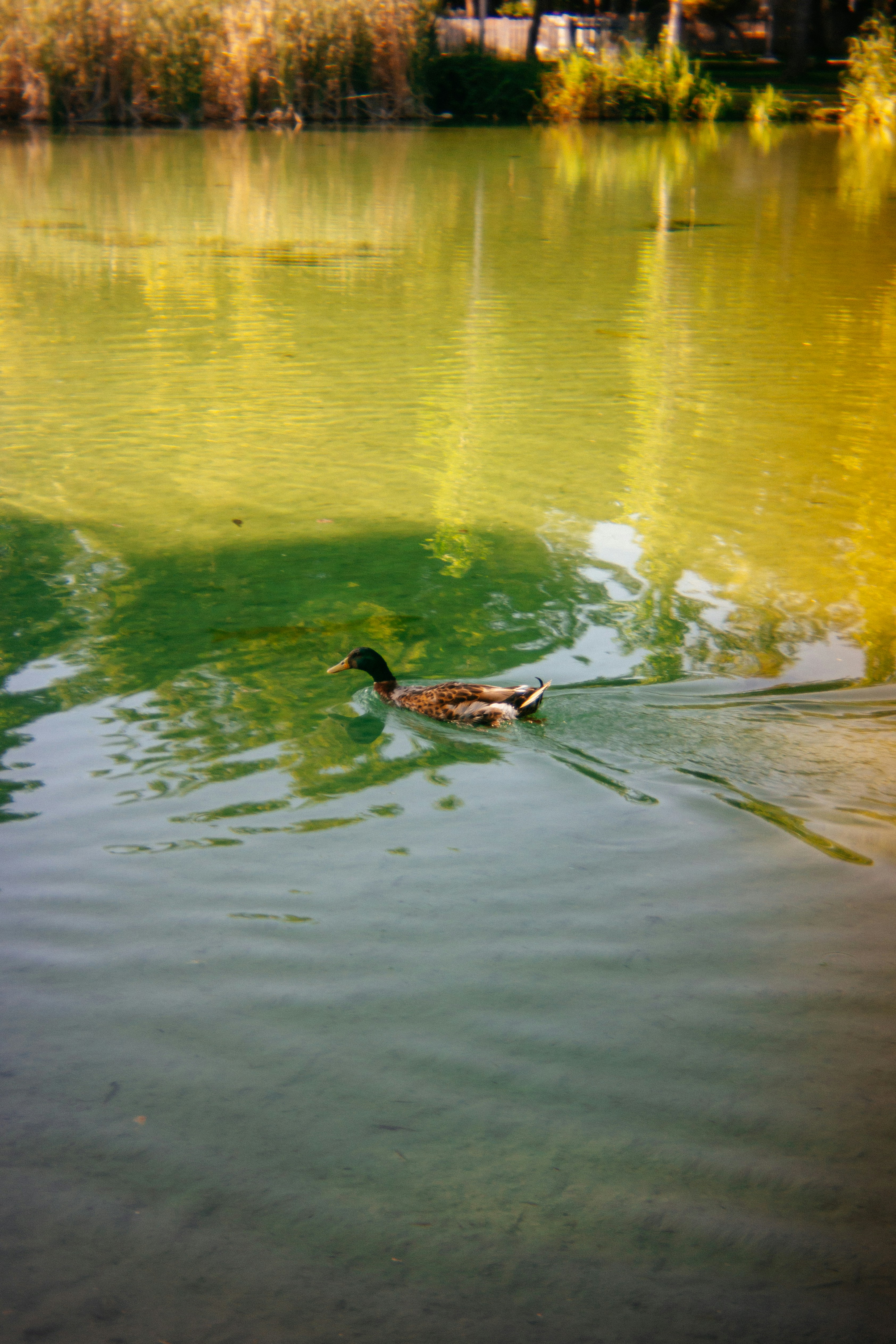 Shot on a Sony Nex 7 with a Kodak 30mm F/10 lens (lens from pocket film camera). Antalya, Türkiye. June 2024