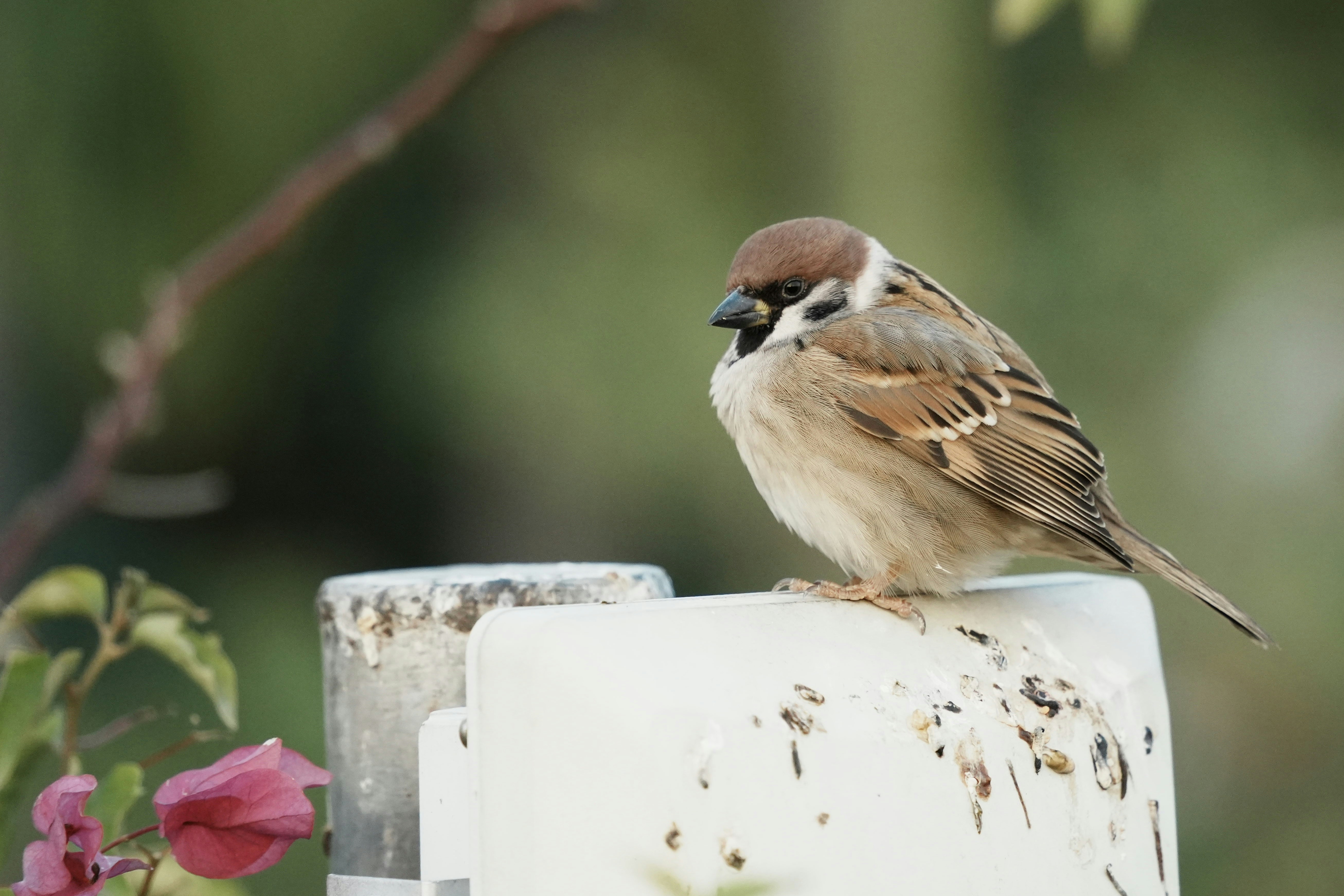 Sparrow Sentinel on a Weathered White Post