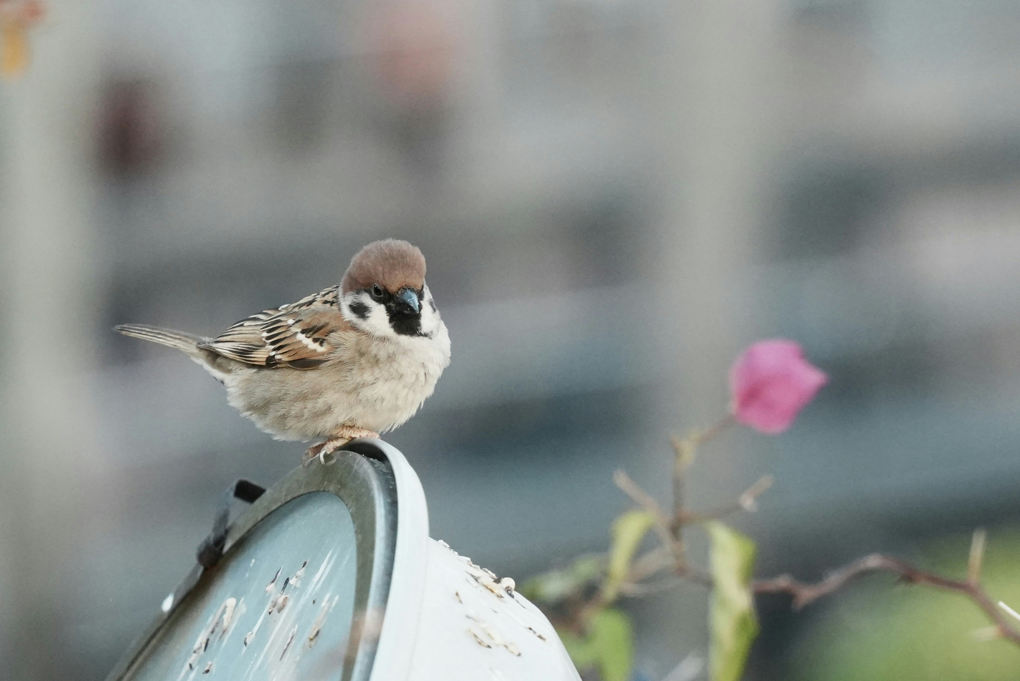 Sparrow on a Weathered Lid: A Tiny Garden Moment