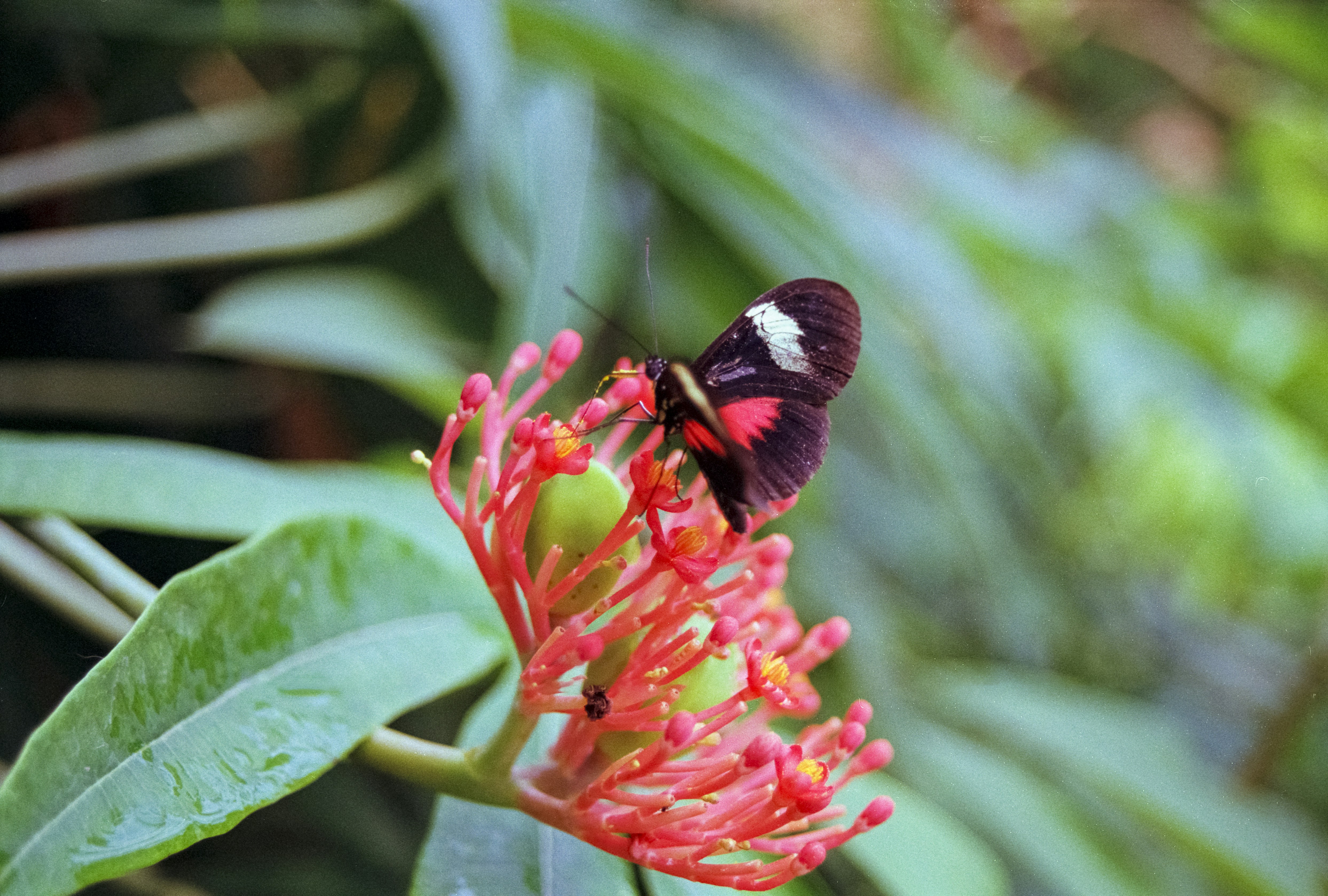 Photo by Artists Eyes with Plustek OpticFilm 8200i