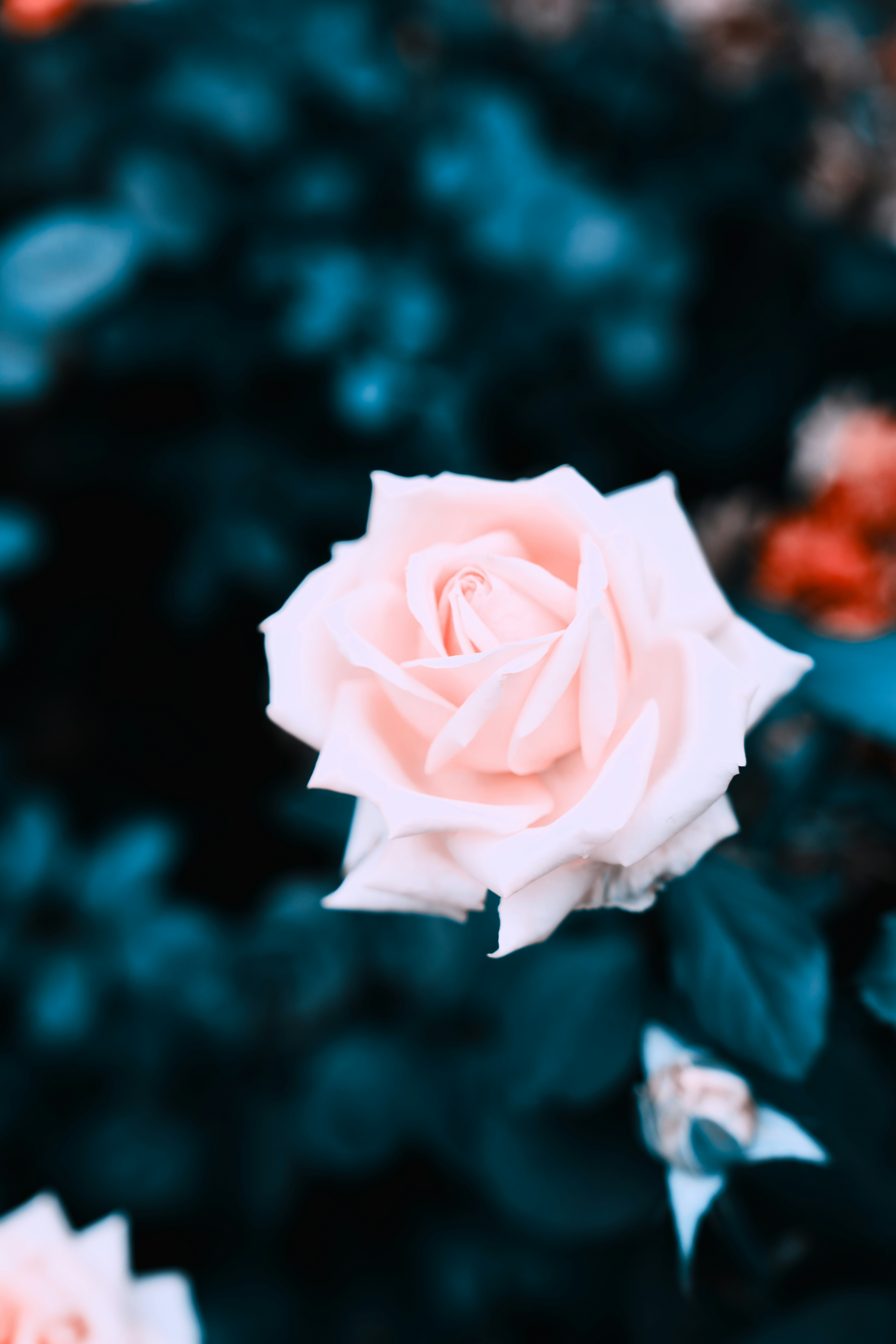 Petal Quietude: a pink rose blooms against a cyan-tinted bokeh veil