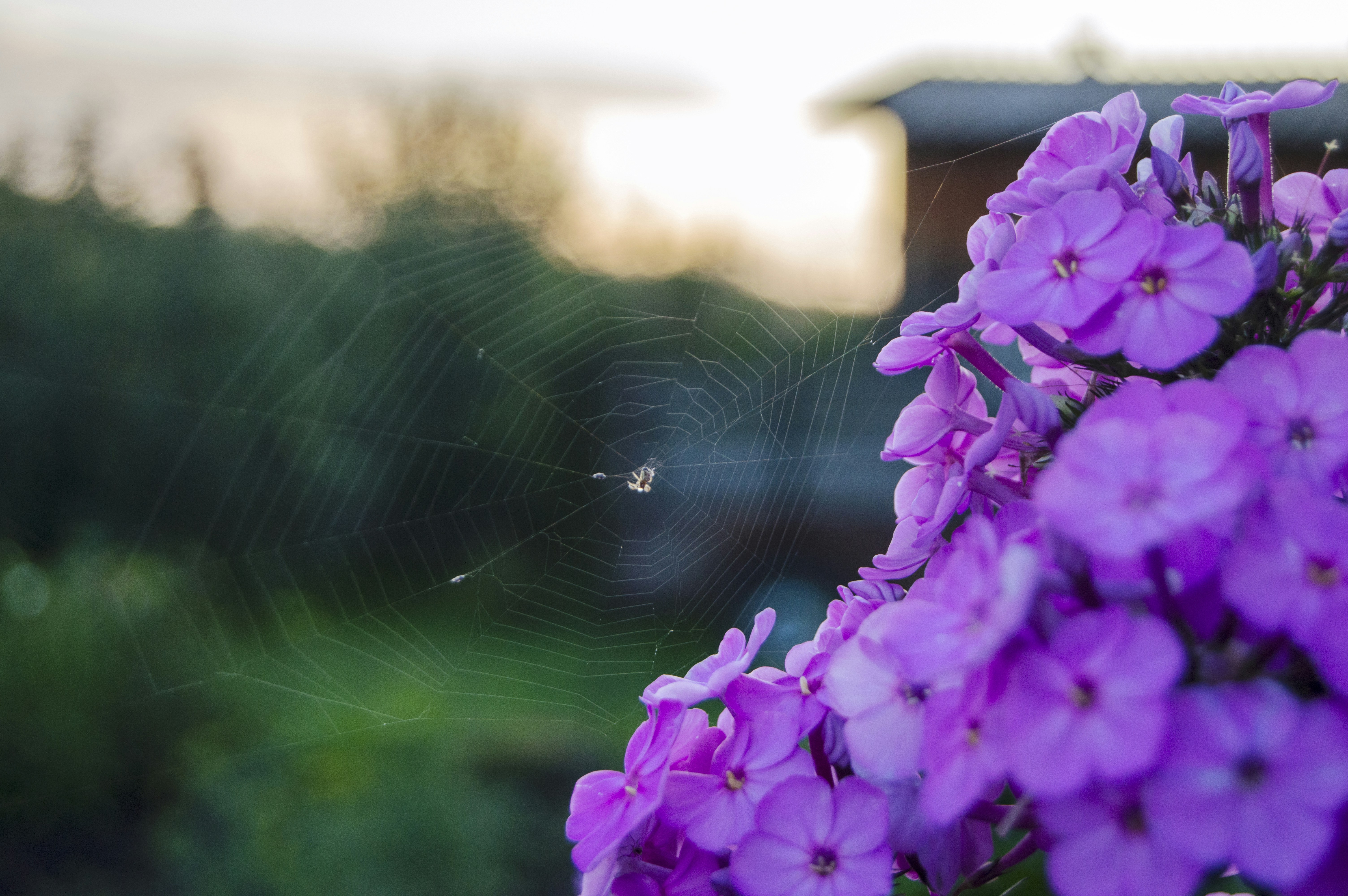 Silken Compass: Tiny Spider Anchors a Web Amid Violet Blooms