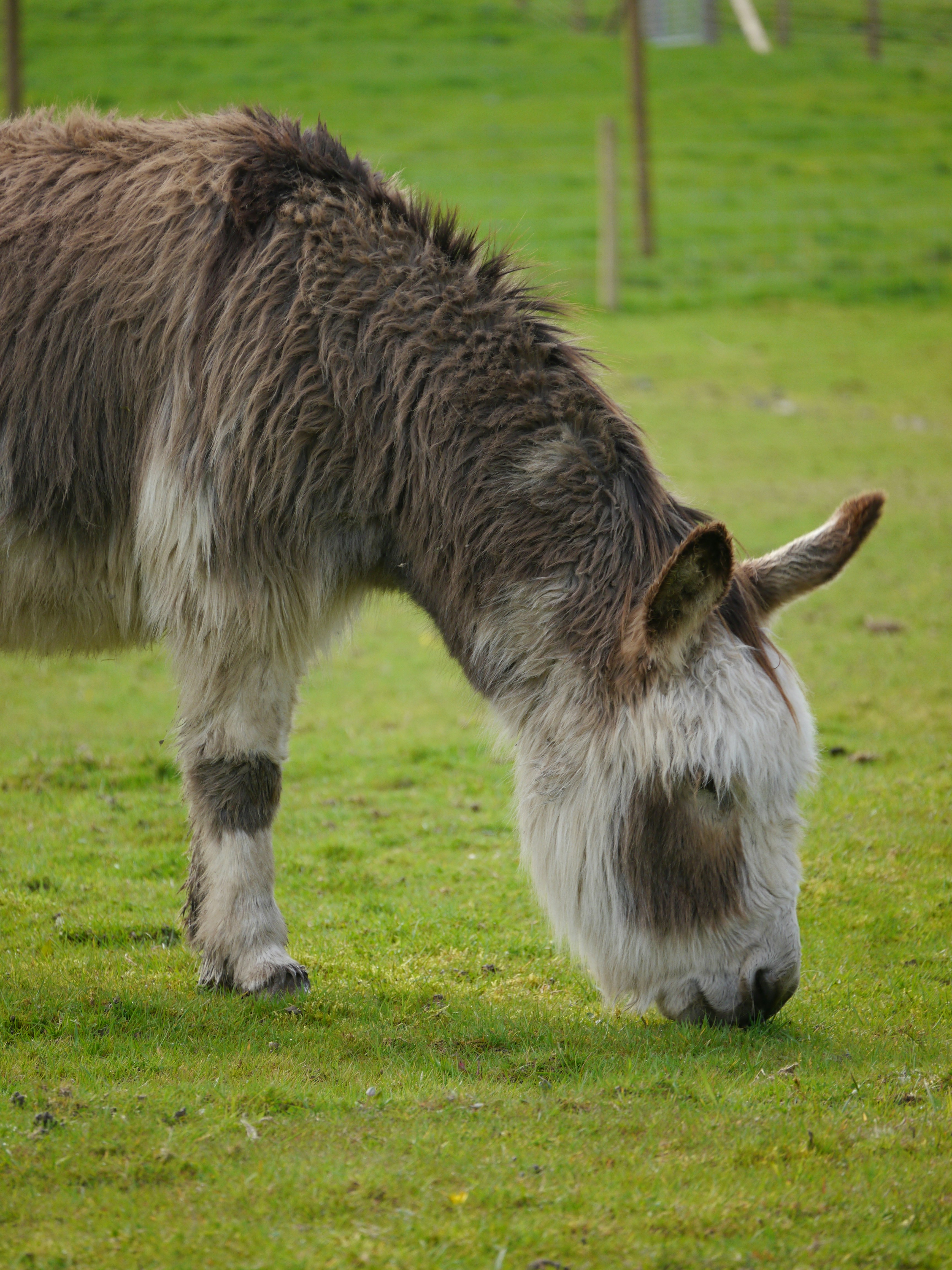 Un burro marrón y blanco pastando en un campo foto – Imagen de Animal ...
