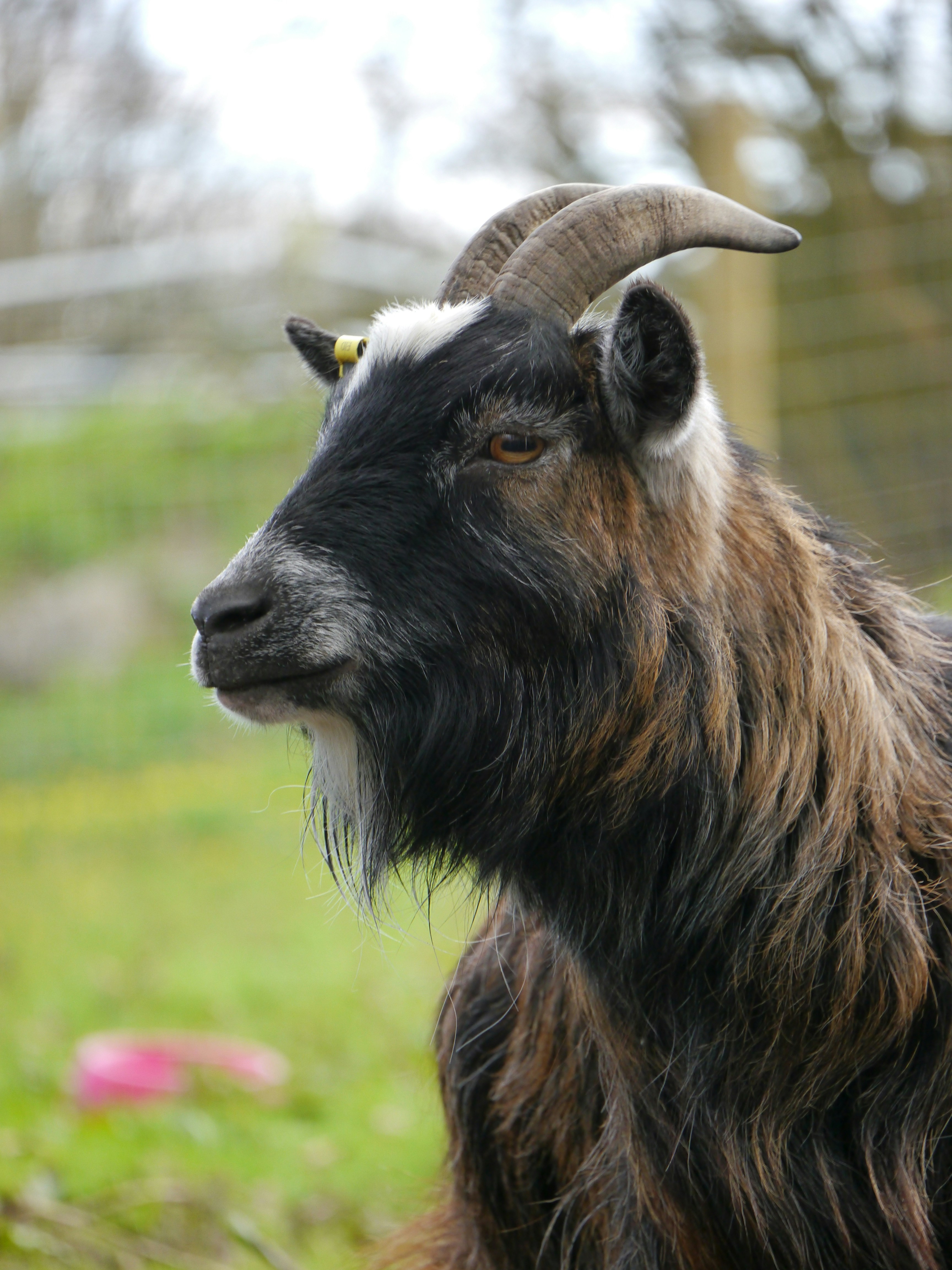Horned Profile in a Quiet Meadow: A Goat's Calmed Gaze