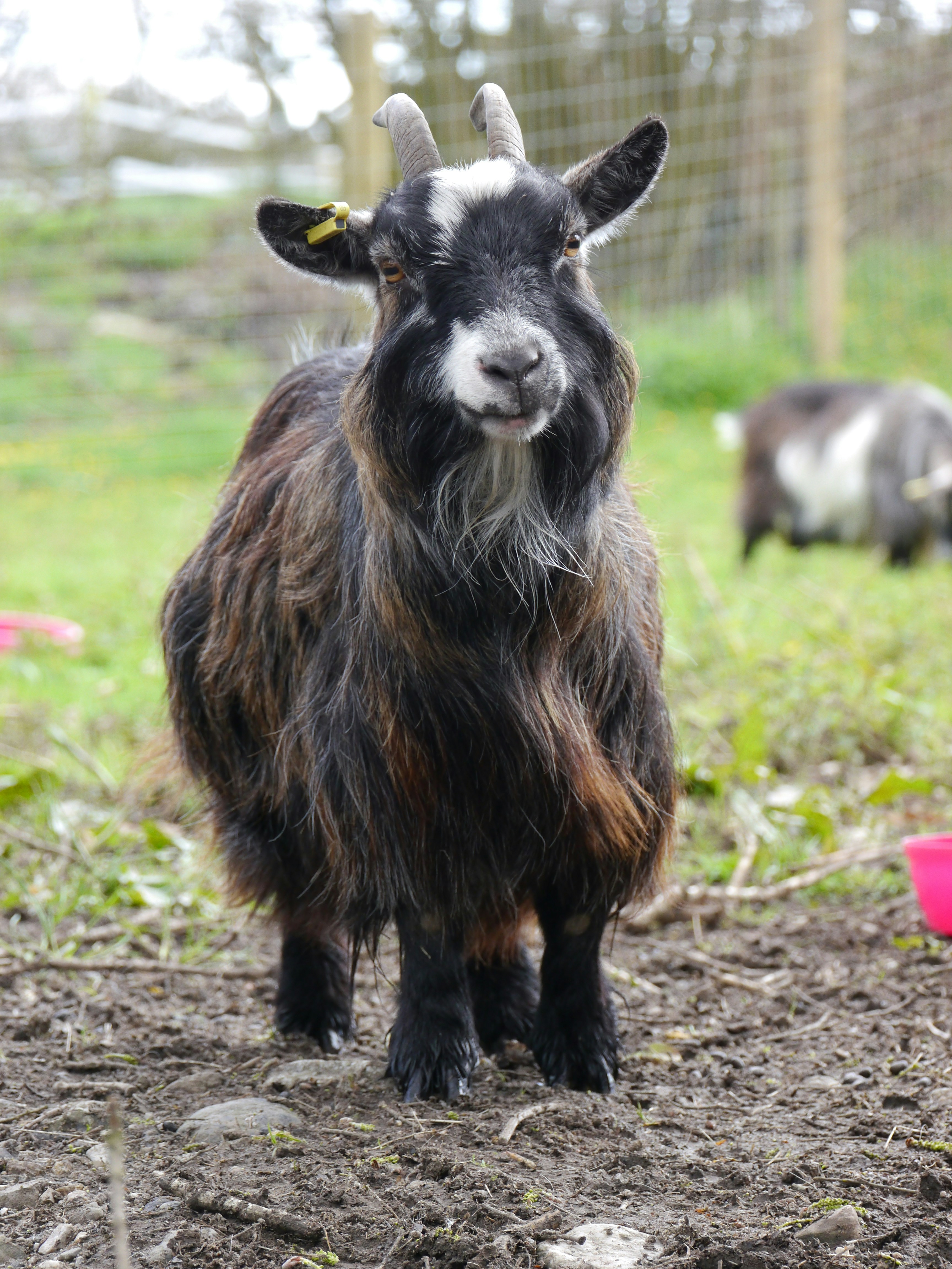 A goat standing on top of a dirt field photo – Free Livestock Image on ...