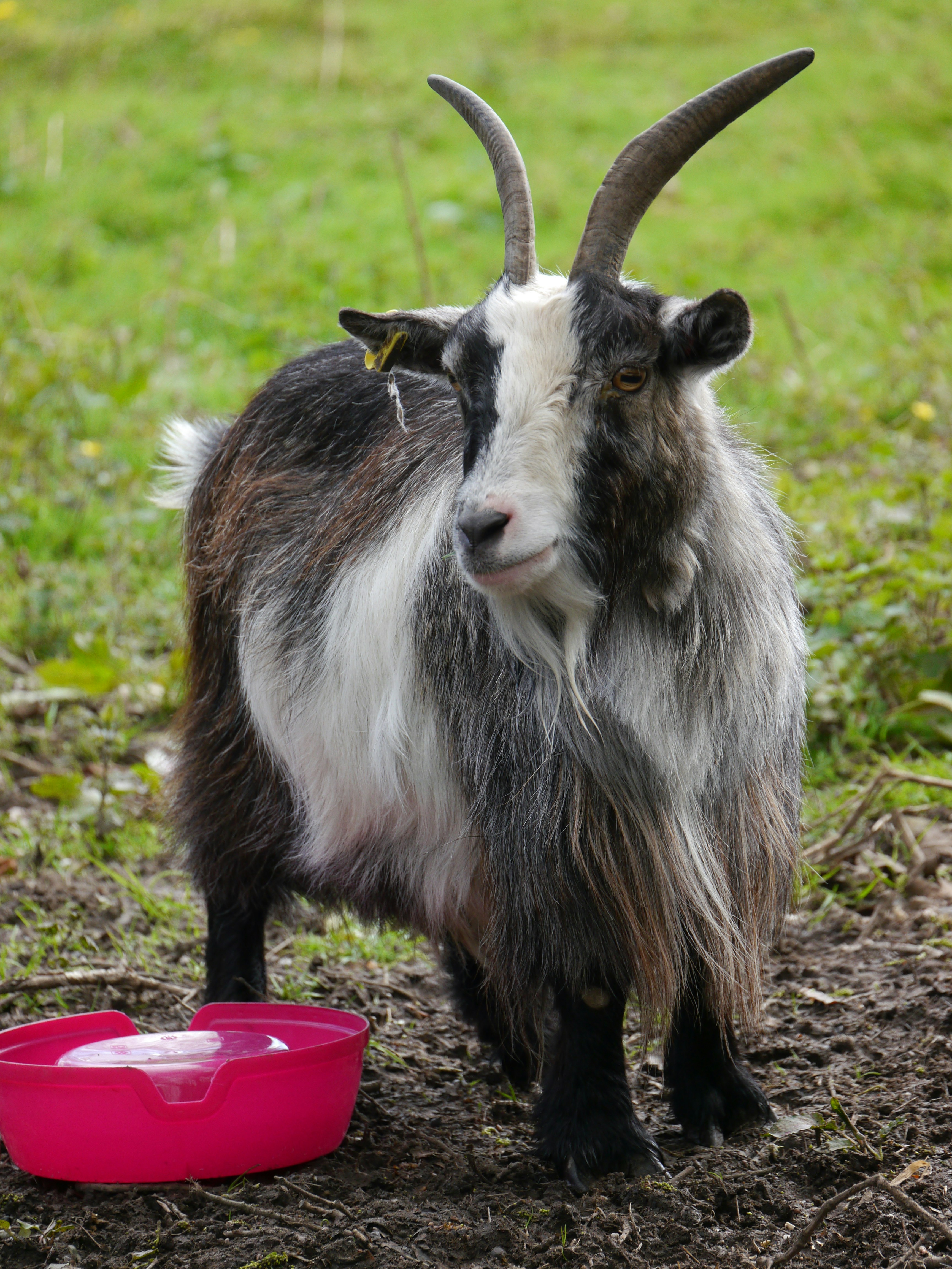 Grazing Sentinel: A Long-Haired Goat with Curved Horns in a Quiet Meadow