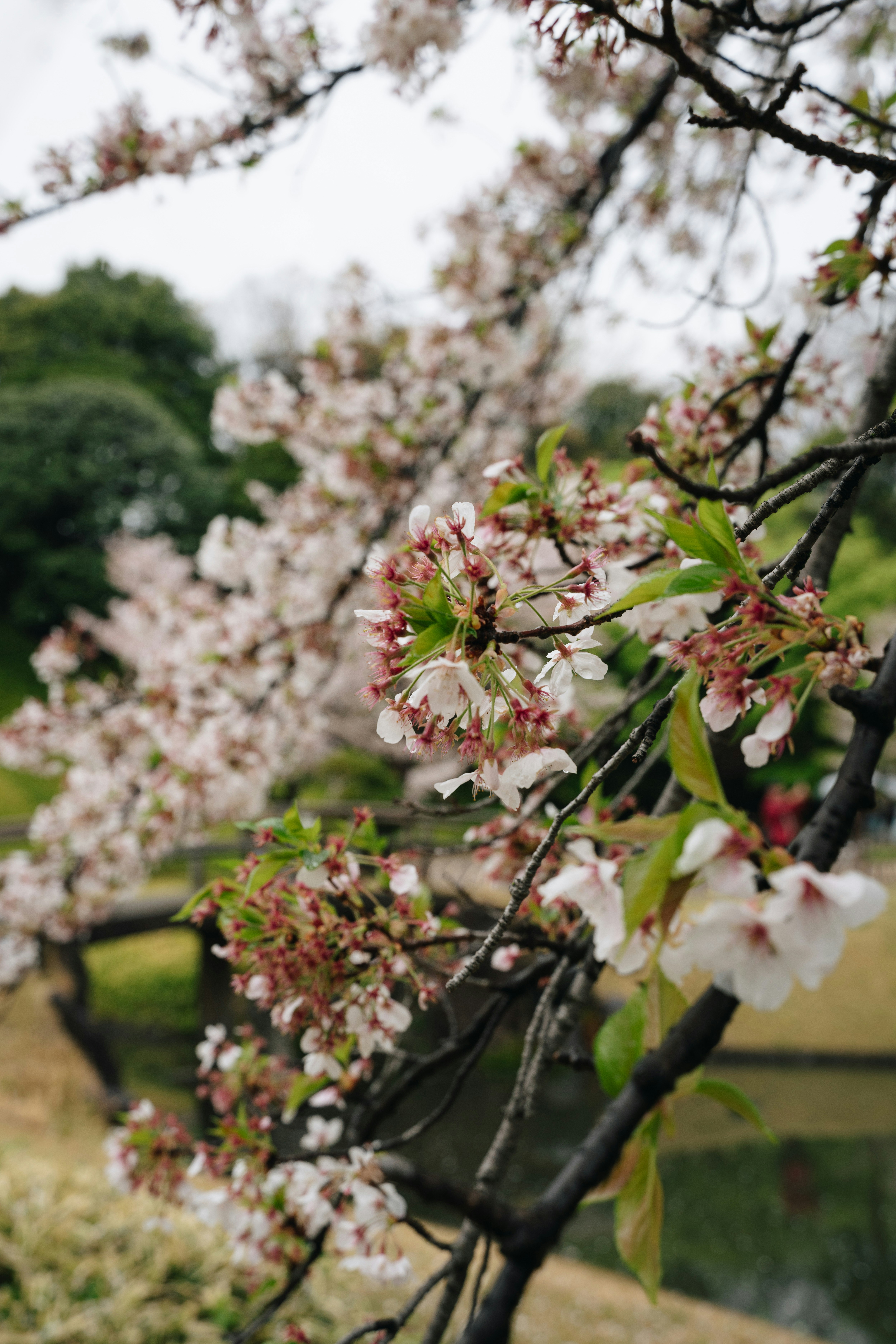 Cherry Blossom Close-Up: Delicate Petals Framing a Tranquil Pond