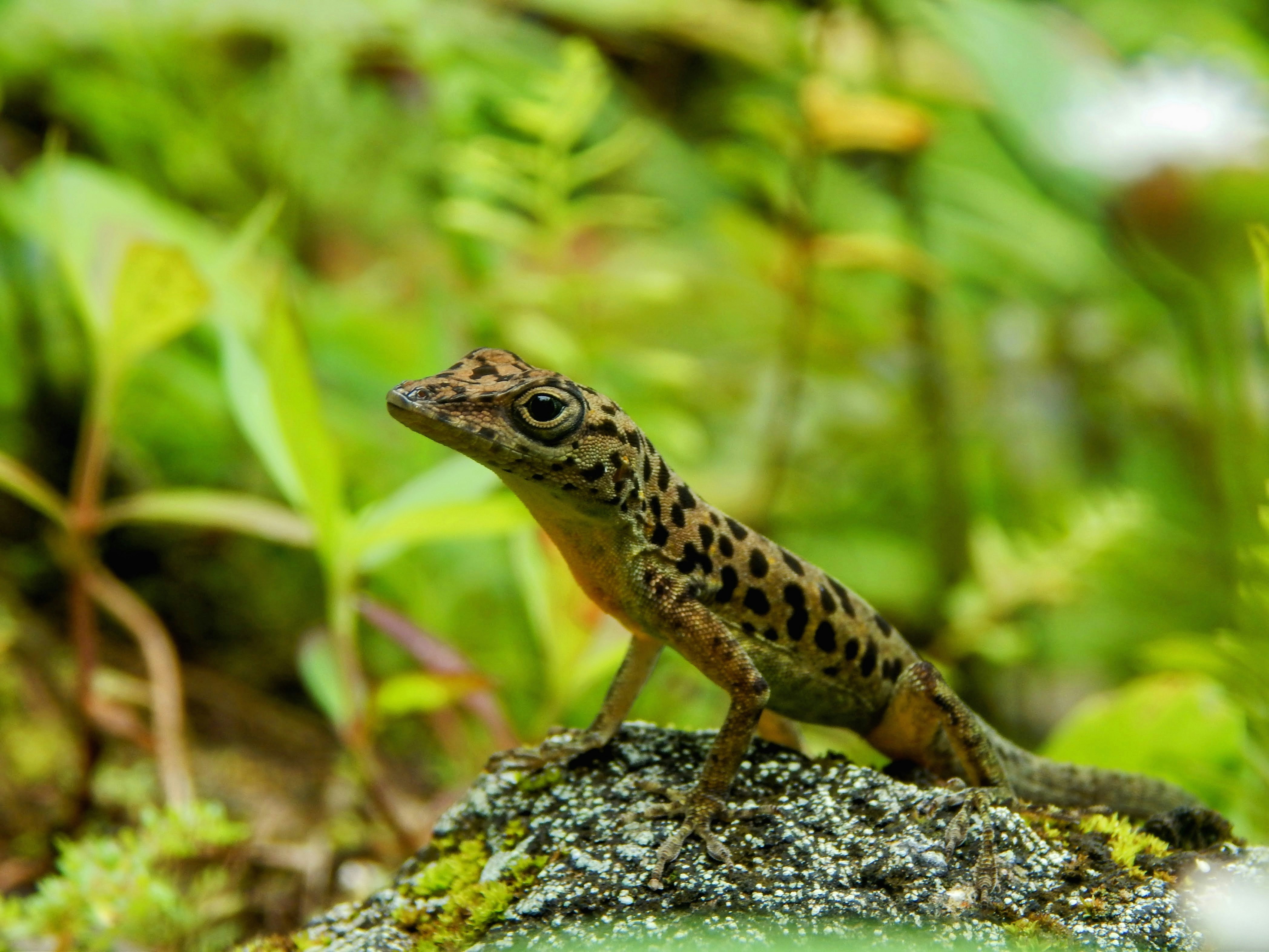 A close up of a small lizard on a rock photo – Free Animal Image on ...