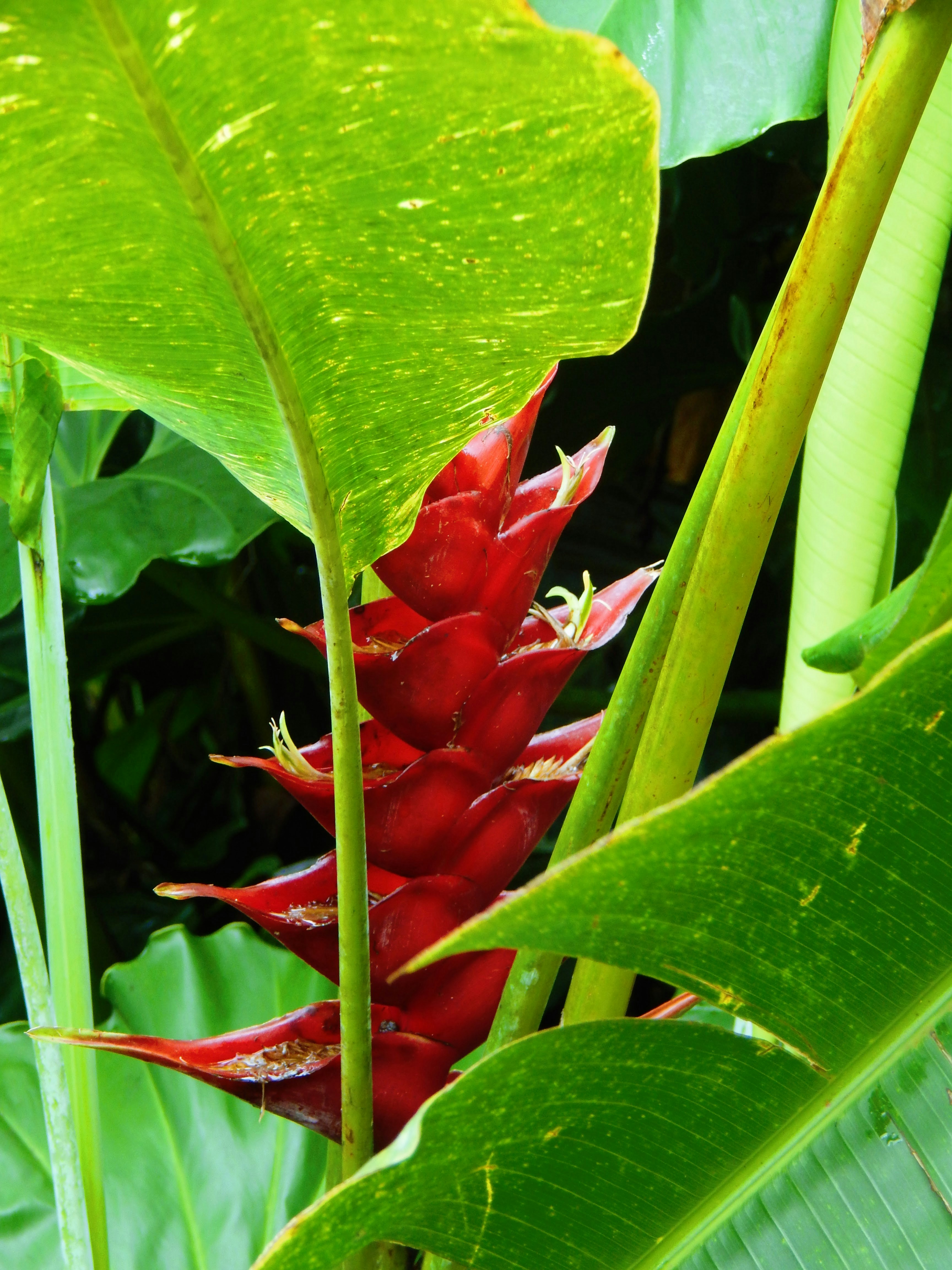 Crimson Heliconia Pierces Through Jungle Green