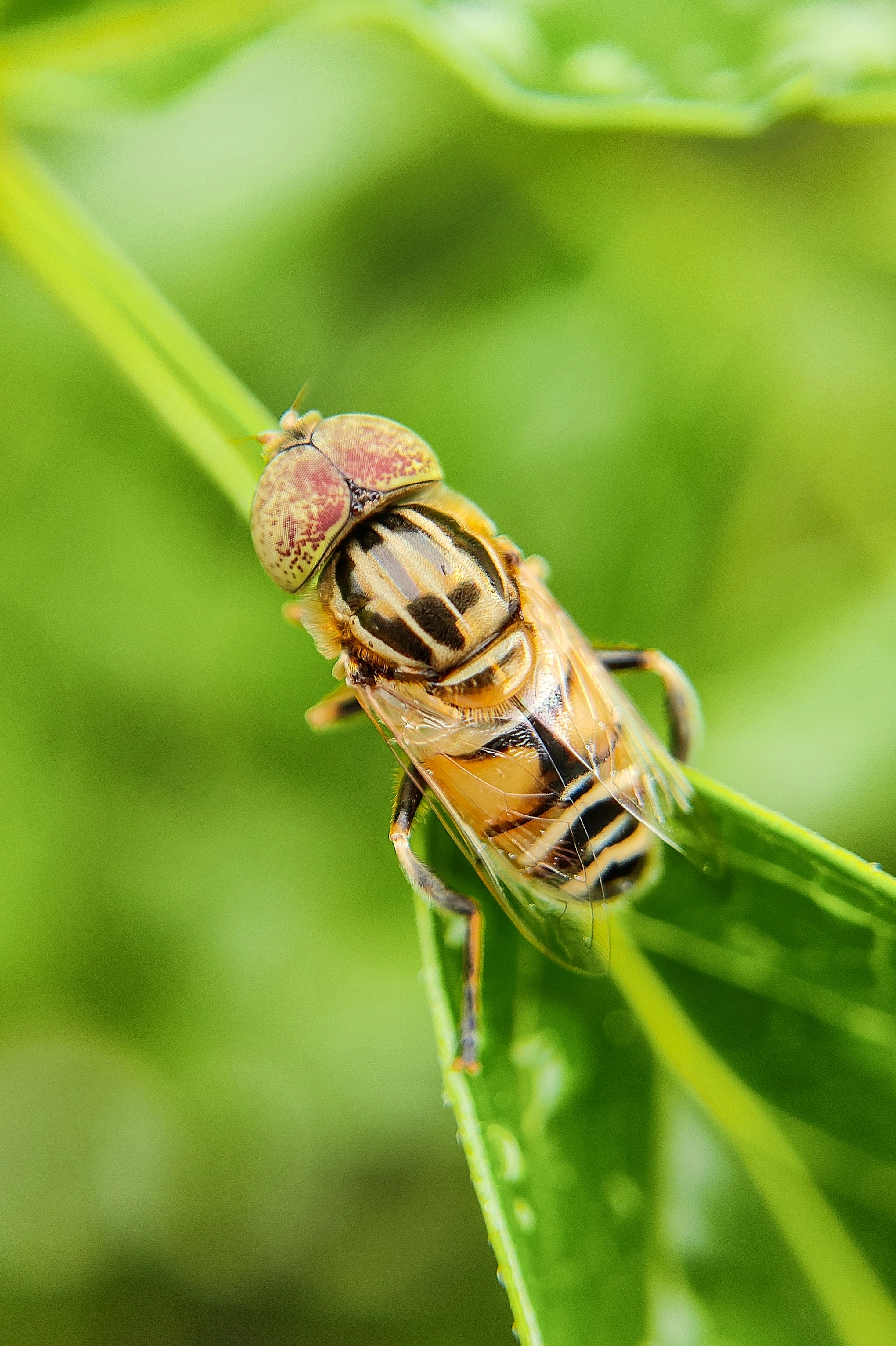 A close up of a bug on a leaf photo – Free India Image on Unsplash