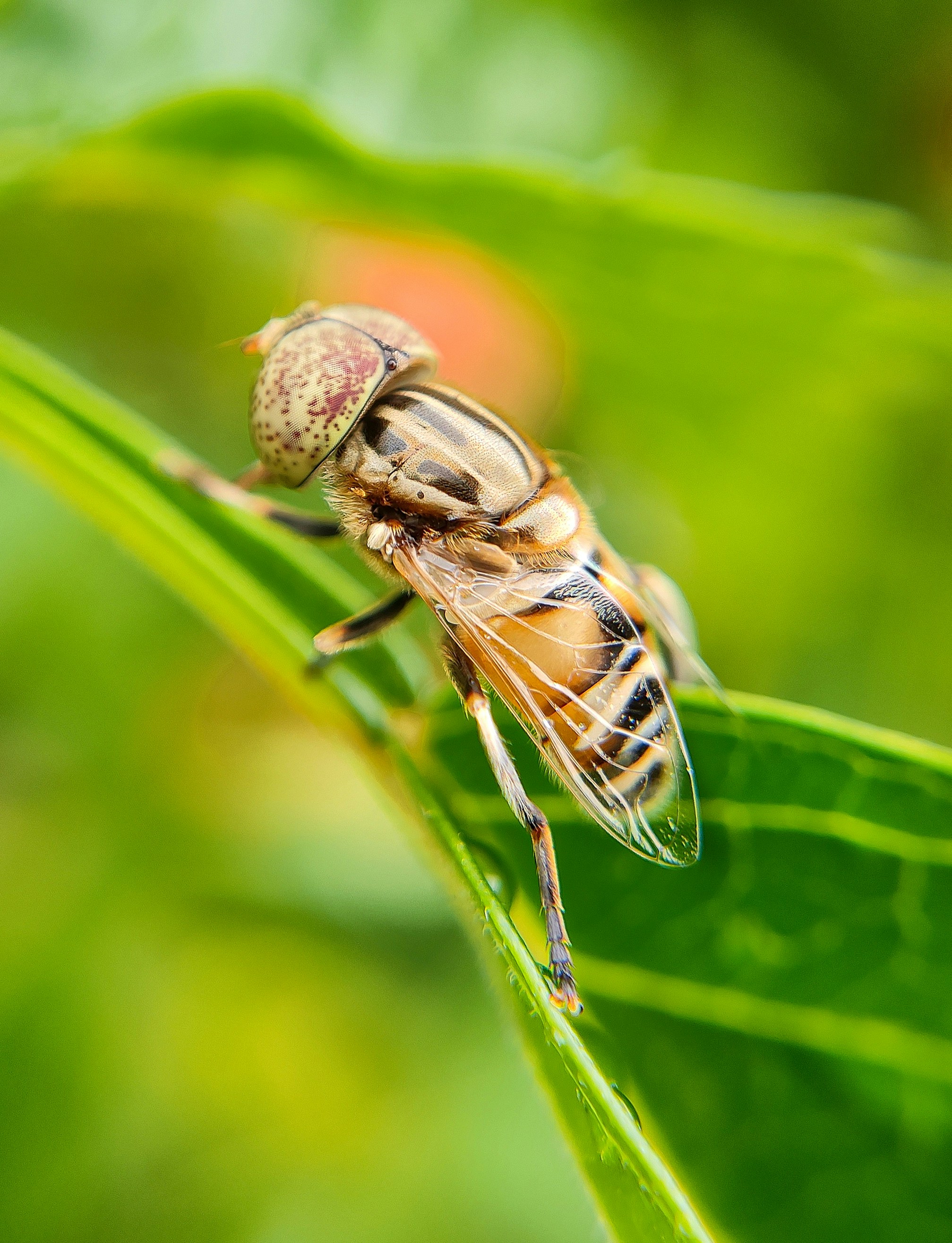 A fly sitting on top of a green leaf photo – Free Bilaspur Image on ...