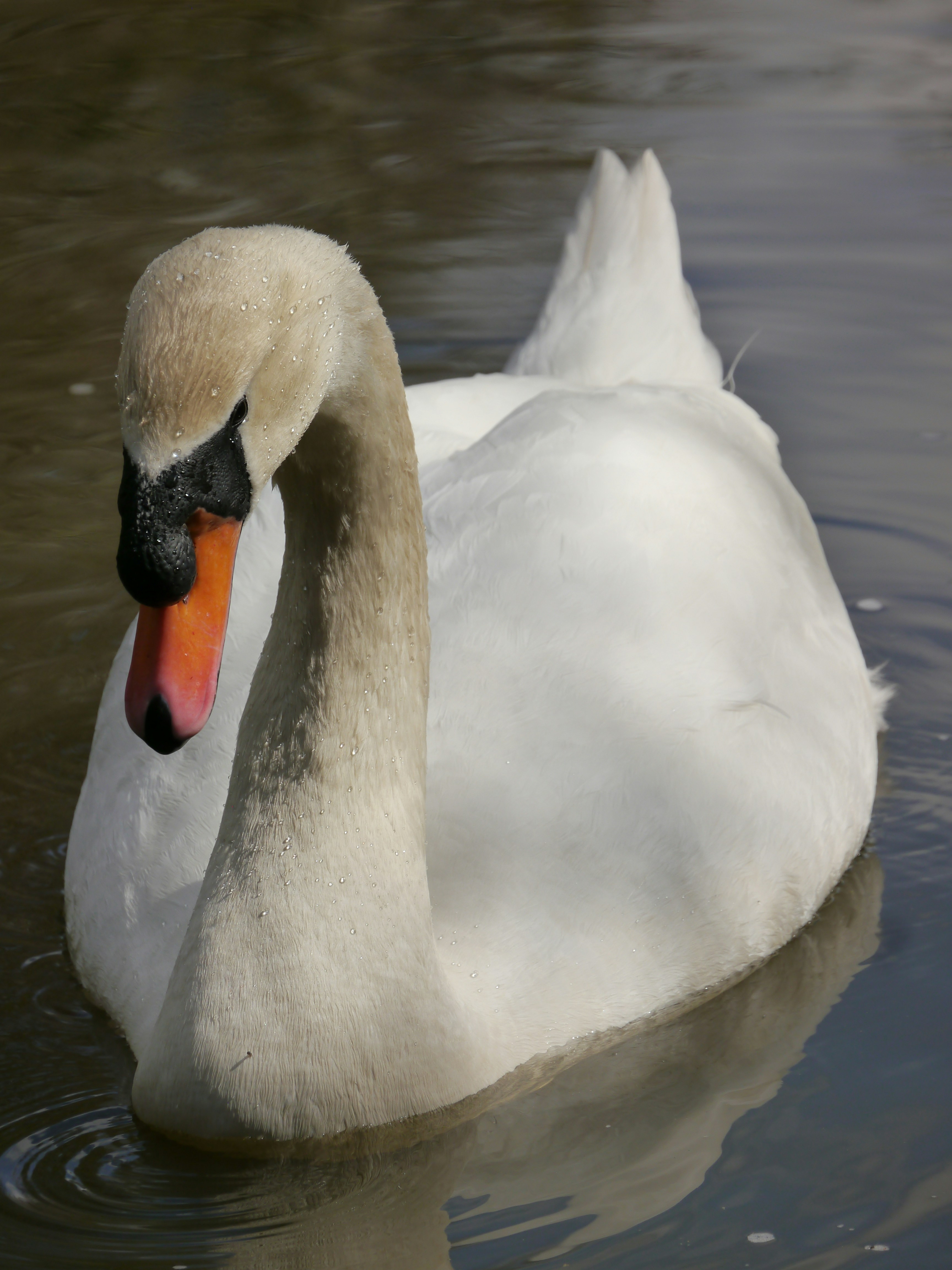 Elegance on Water: A Swan's Serenade