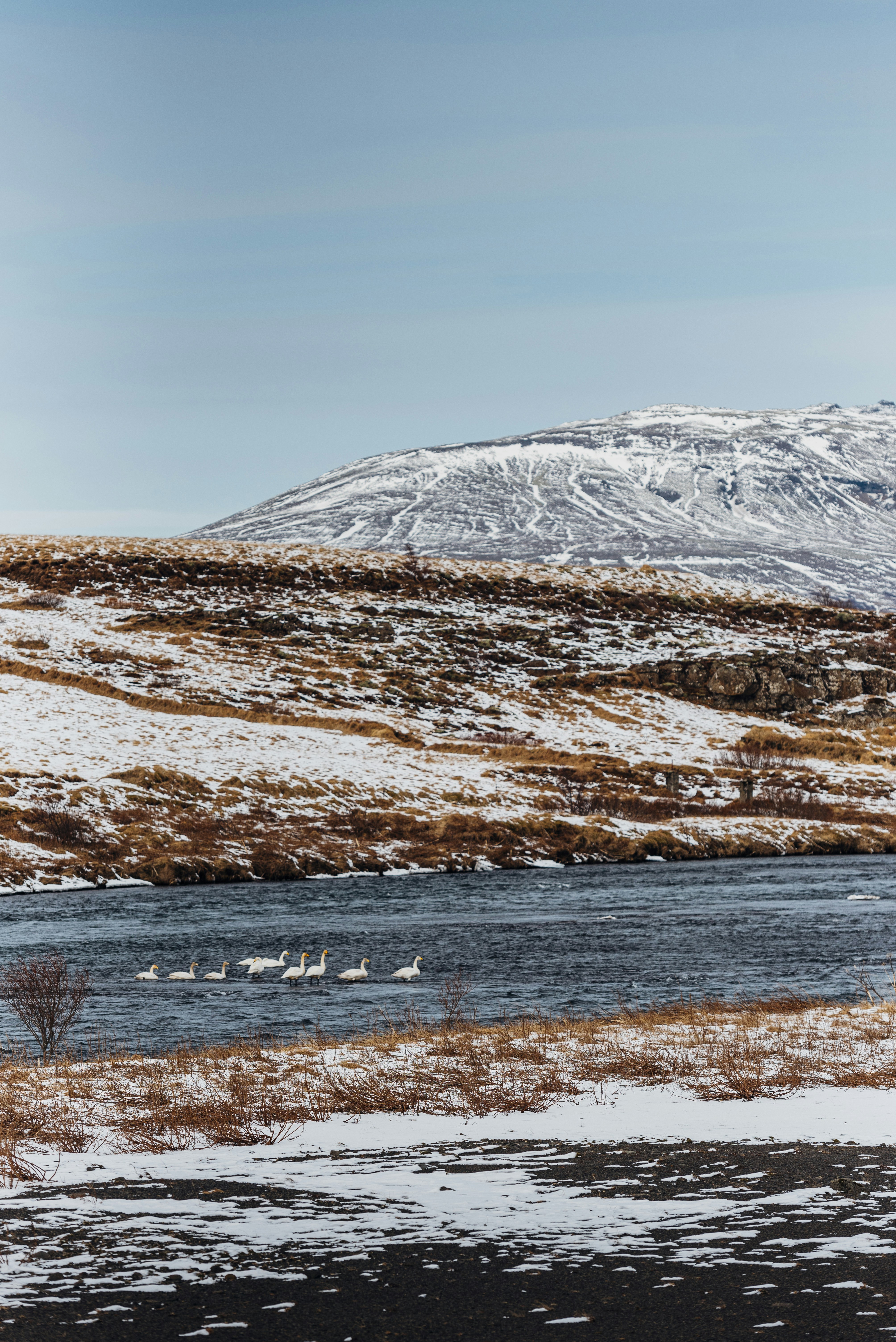 Wintry Fjord: Snow-dusted Ridge and Migrant Gulls
