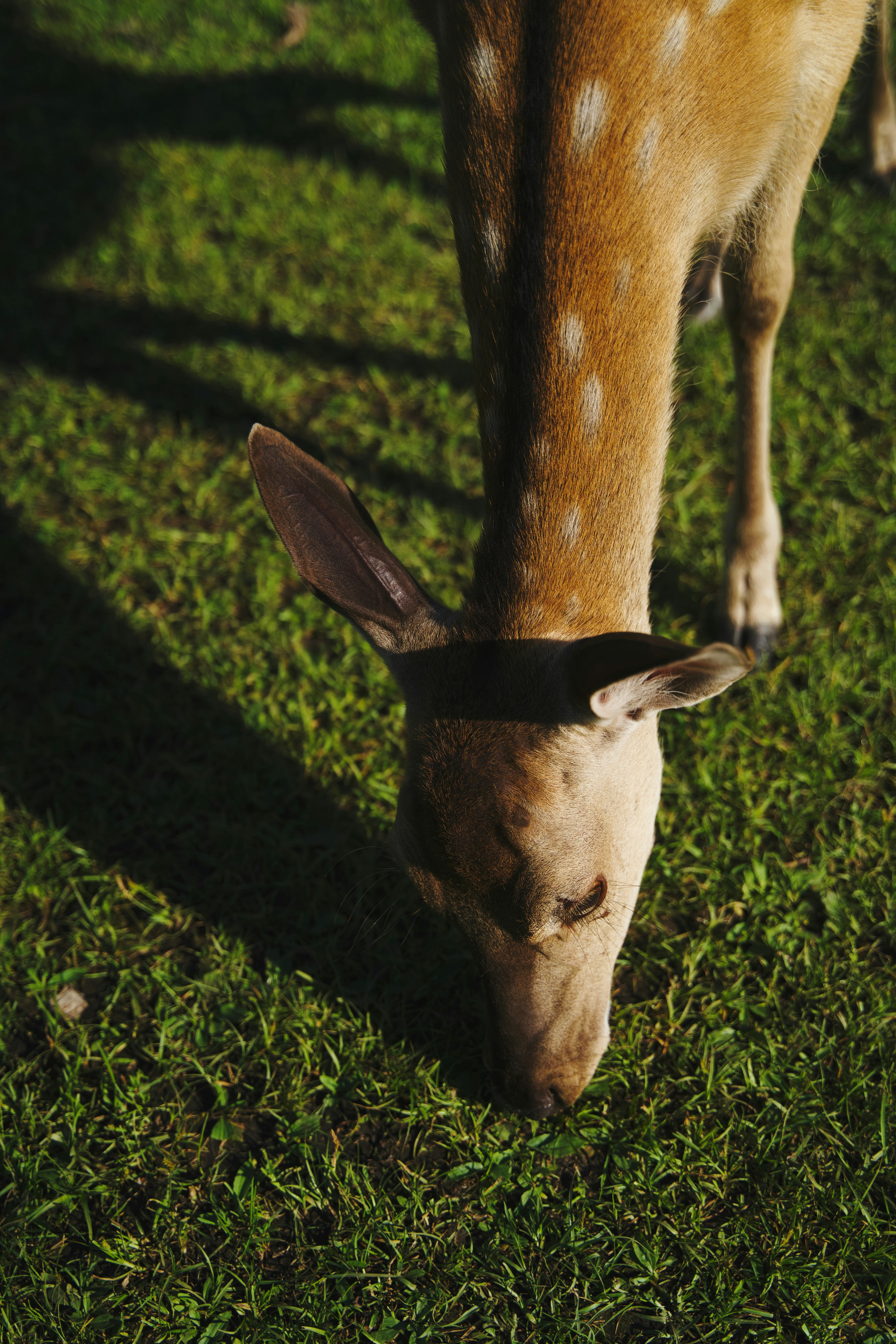 Grazing in Patchwork Light: A Deer Beneath Dappled Shadow