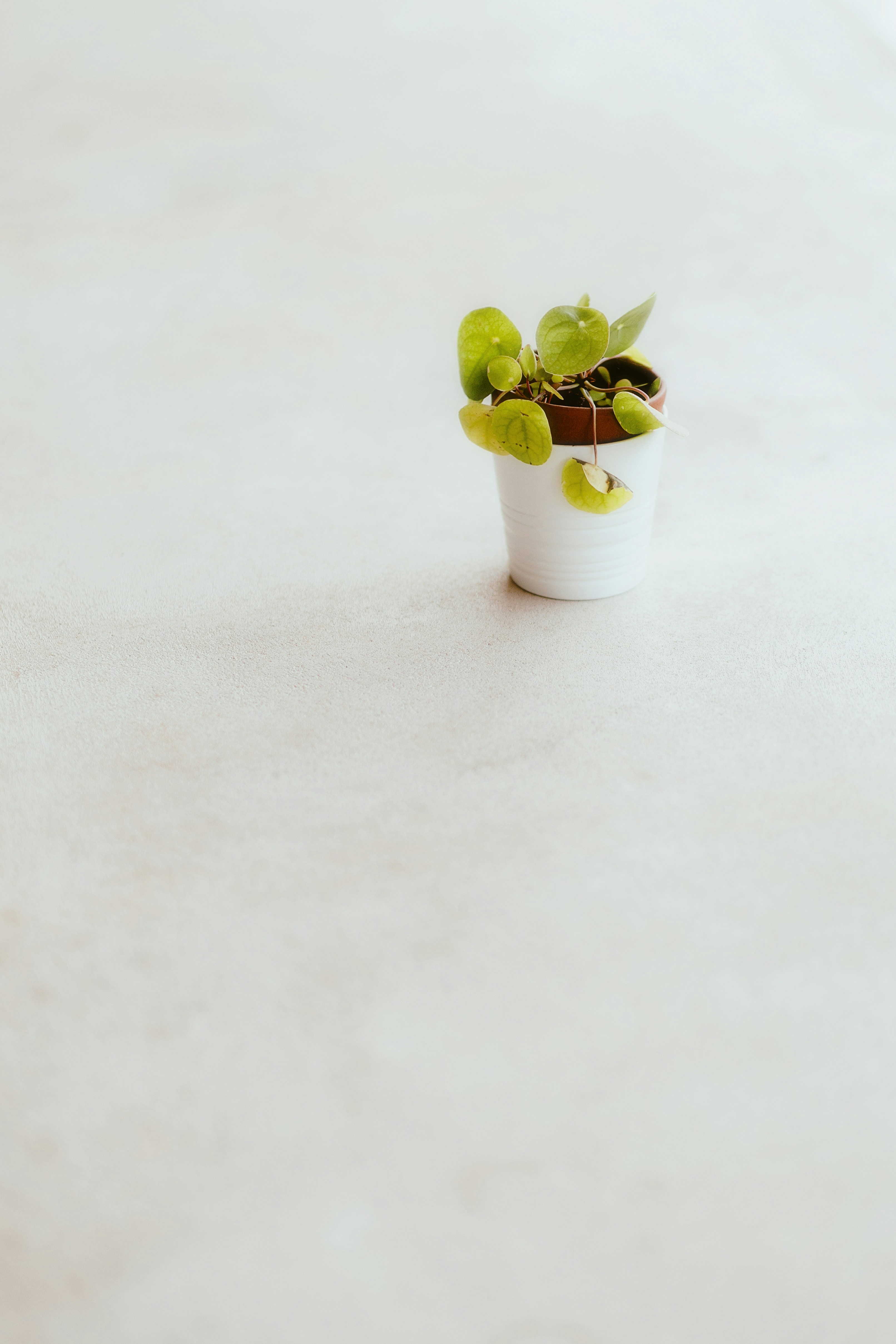 Tiny Green Oasis on a Quiet White Stage