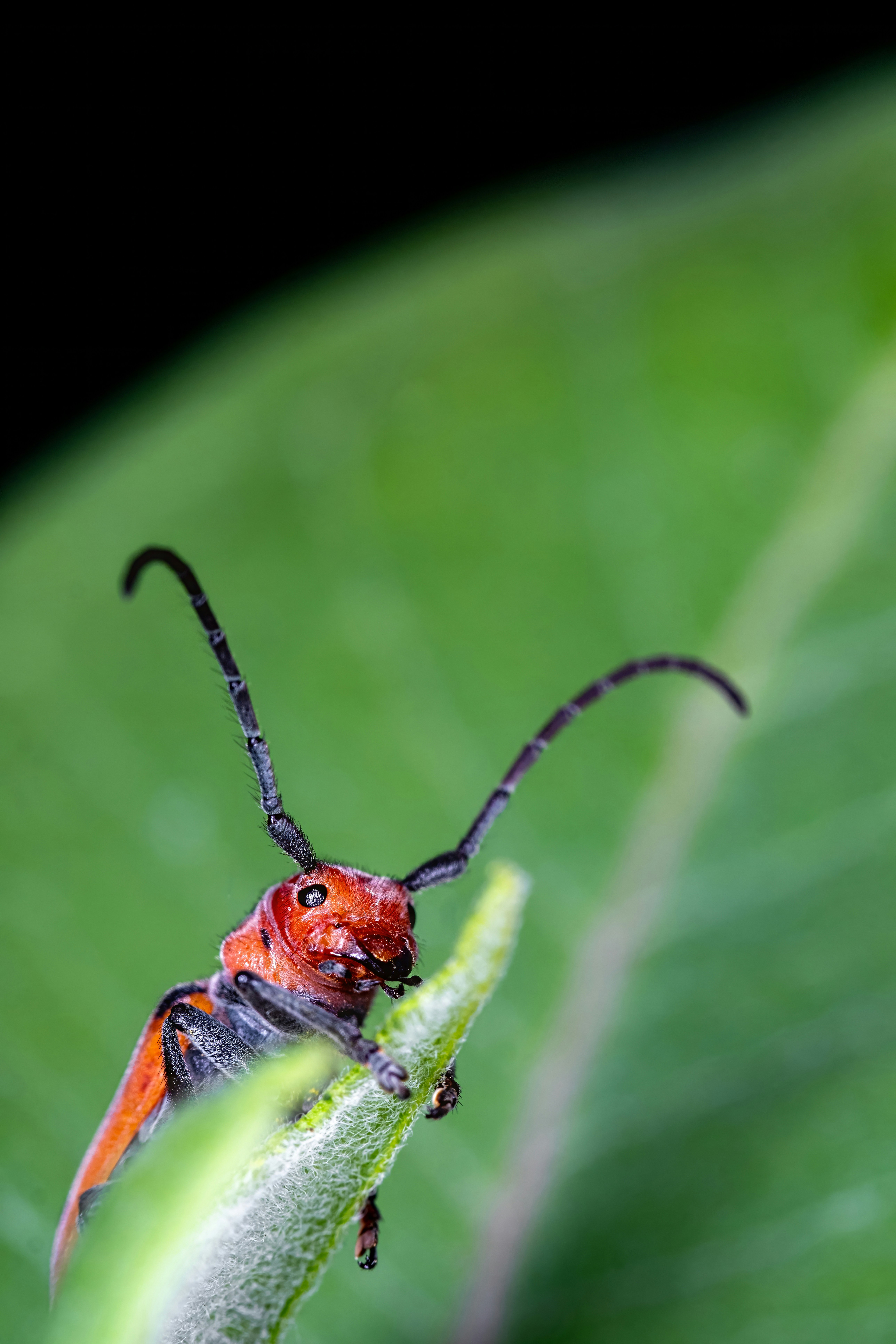 A close up of a bug on a leaf photo – Free Bug Image on Unsplash
