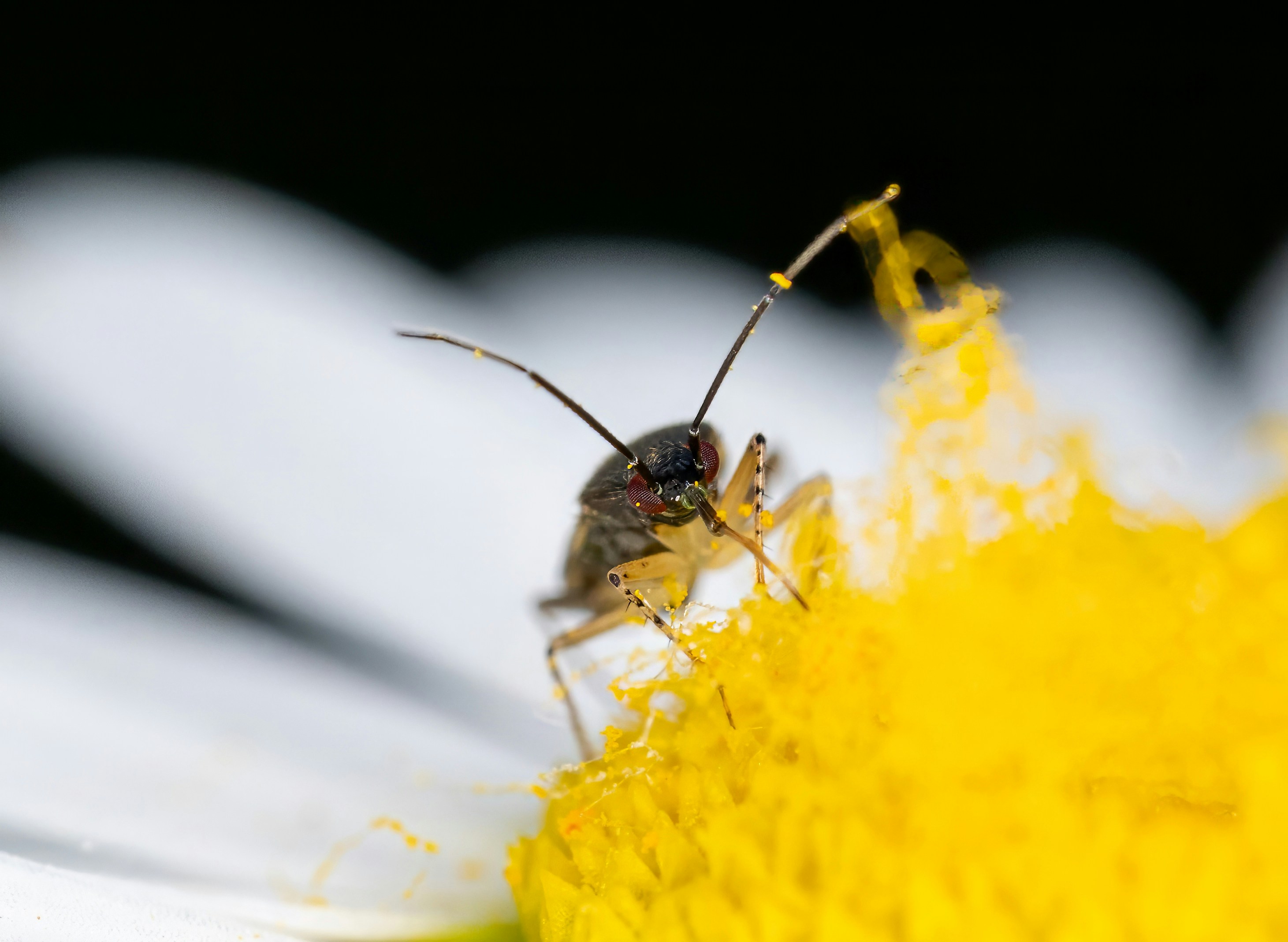 Edge on a Daisy: A Tiny Insect Macro Moment