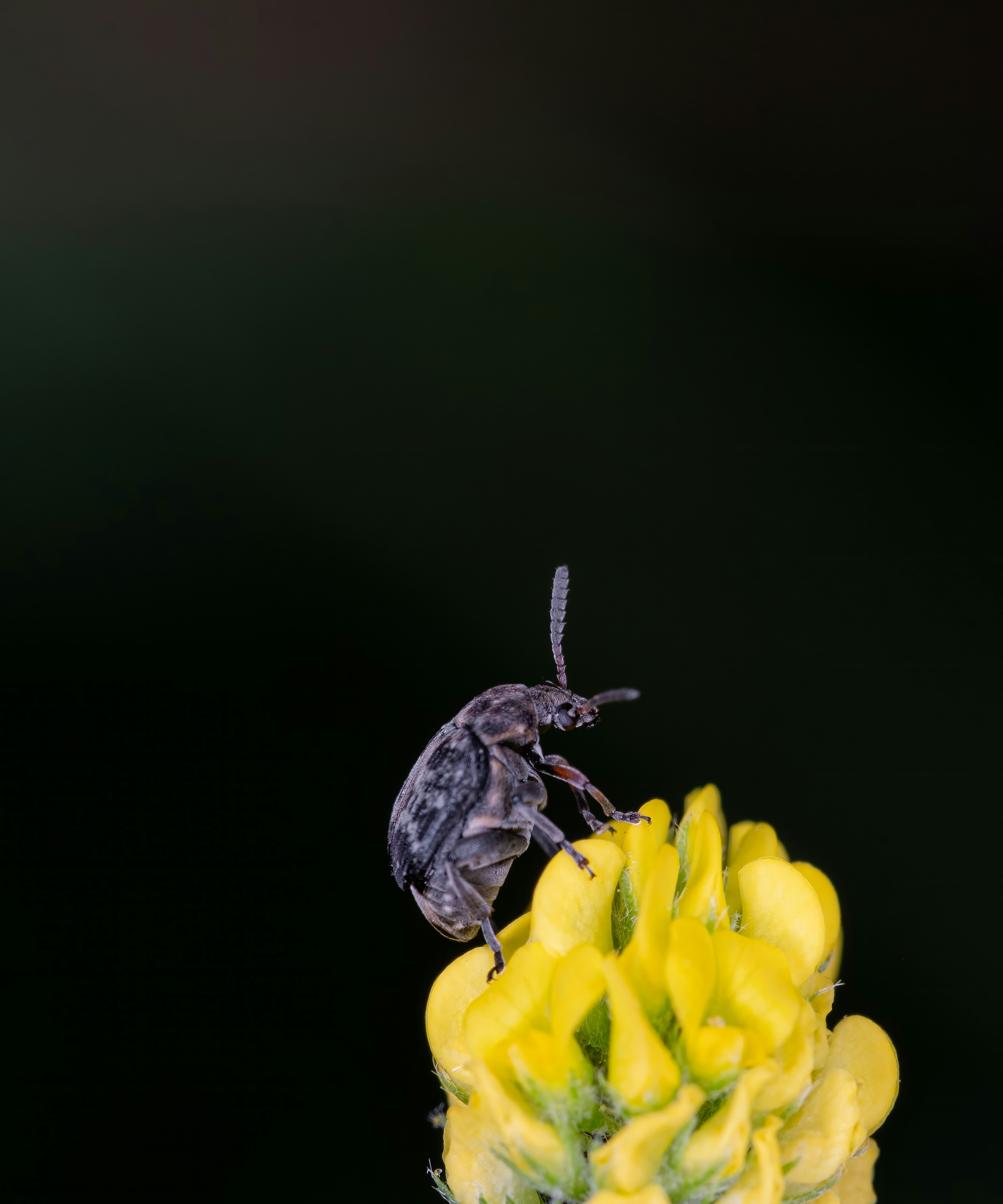 Beetle on a Yellow Peak: A Macro Encounter