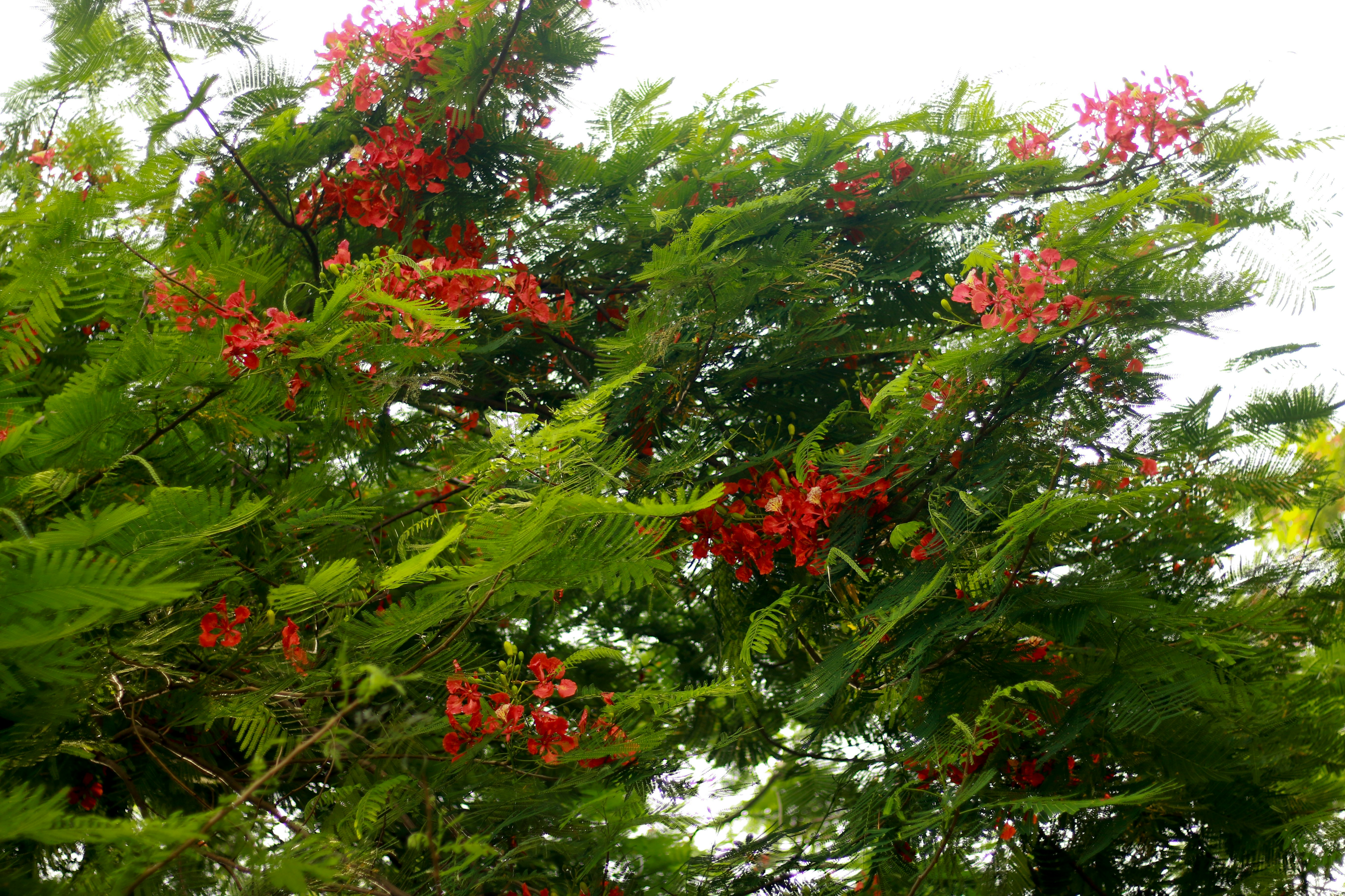 Un arbre aux fleurs rouges et aux feuilles vertes photo – Image ...