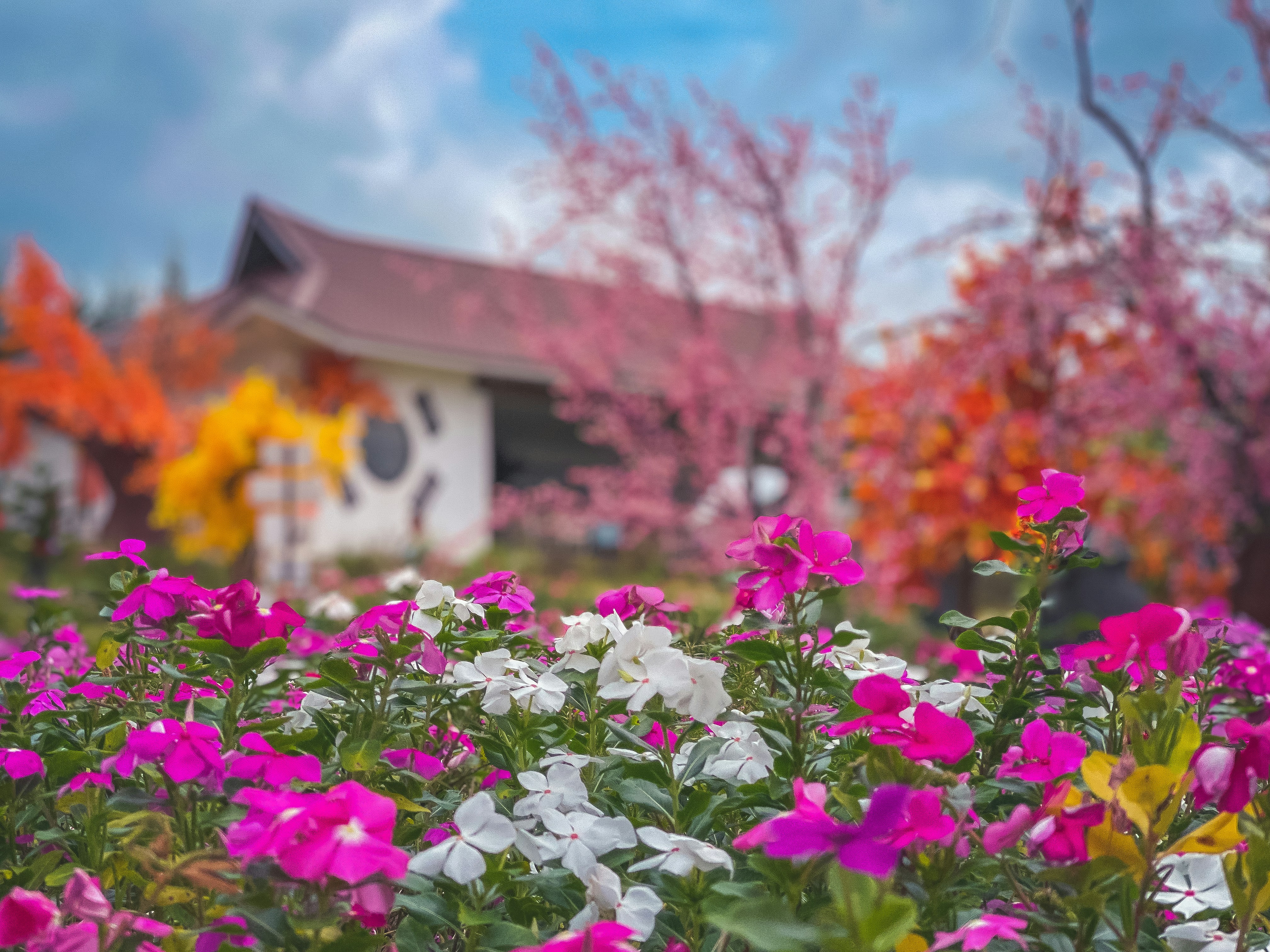 Vivid Blossoms Amidst Autumn Hues