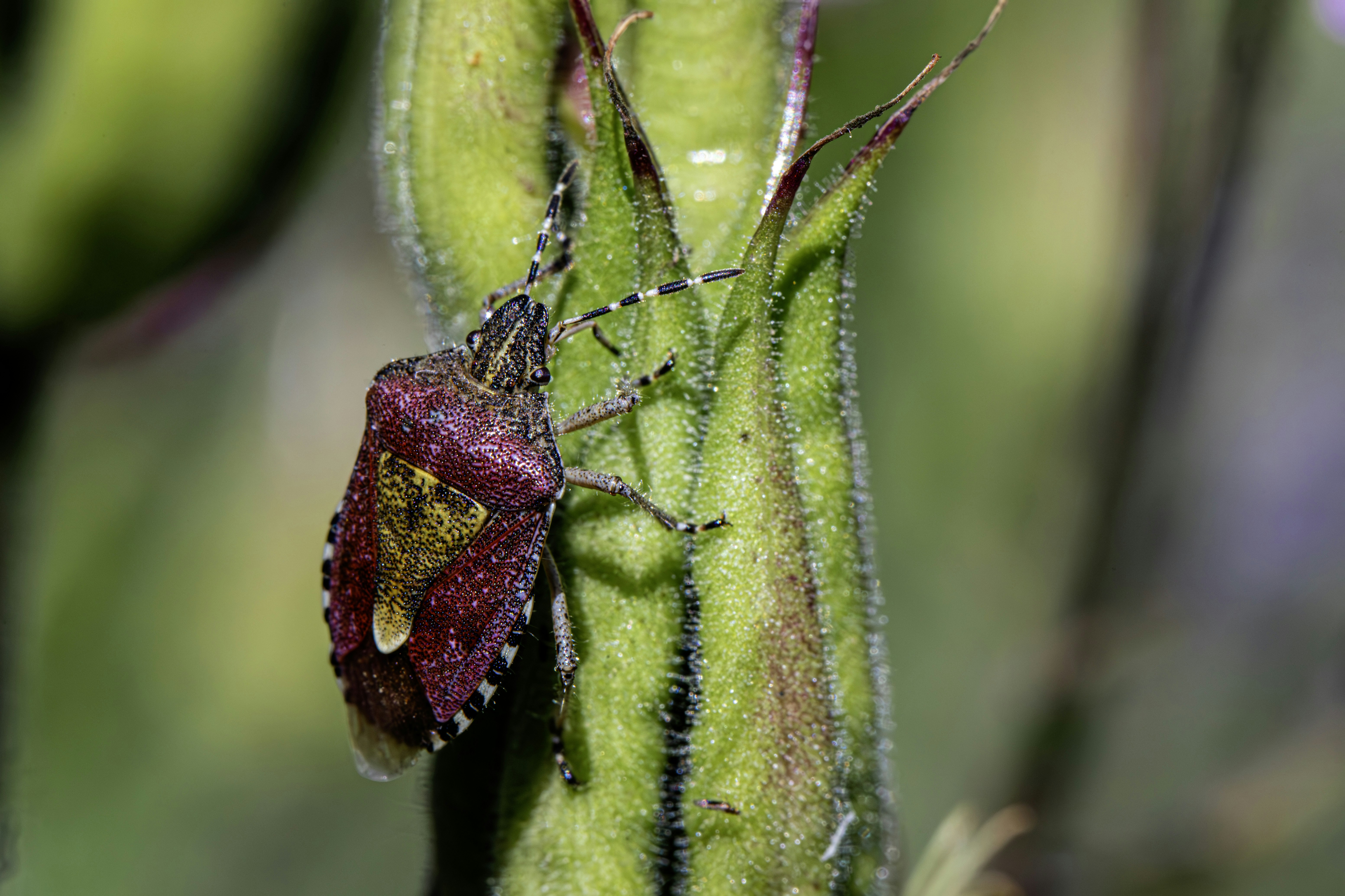 A close up of a bug on a plant photo – Free Insect Image on Unsplash