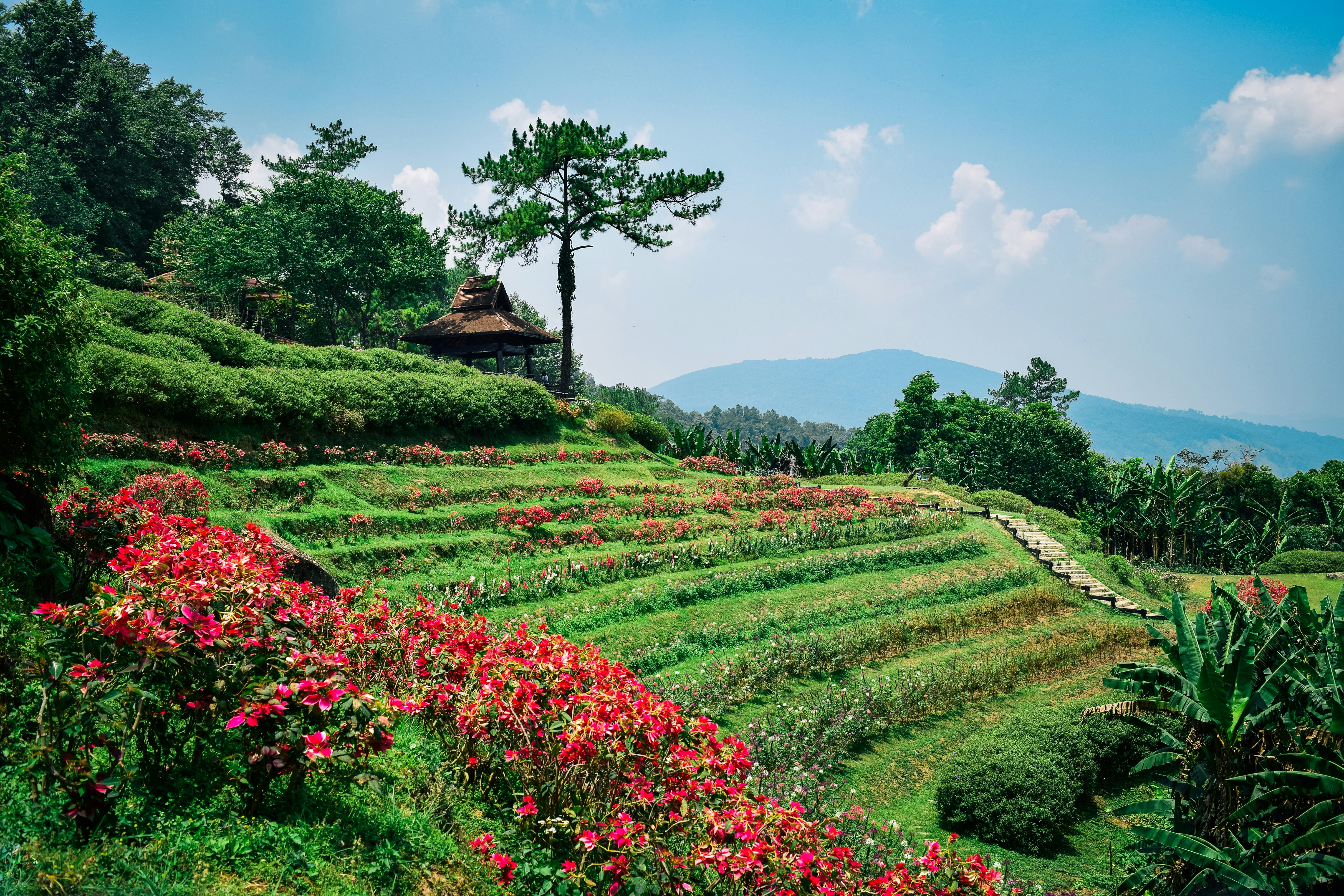 Vibrant terraced gardens adorned with blooming flowers, set against a backdrop of rolling hills and a clear blue sky.