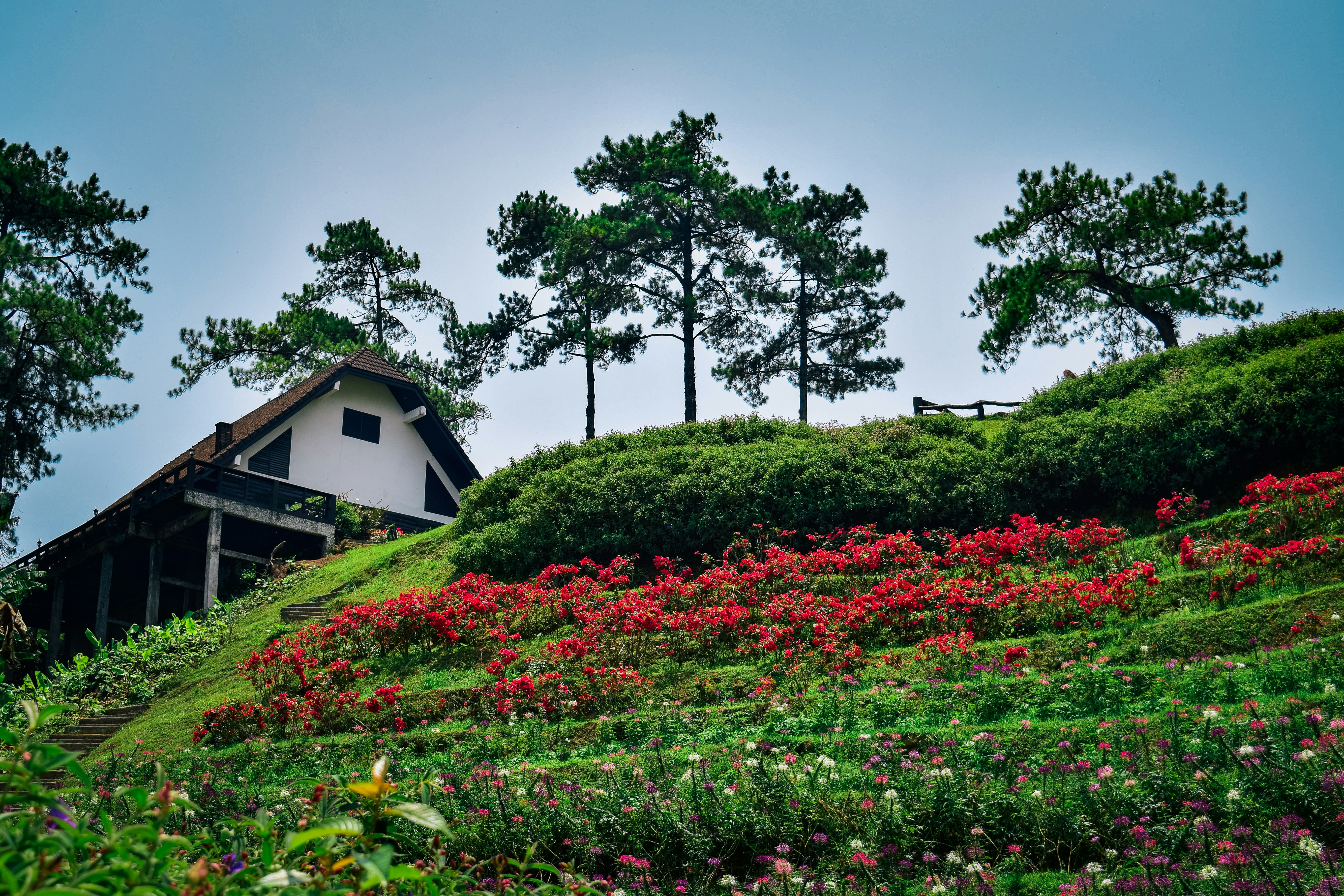 Terraced Bloomscape Over a Hillside Chalet