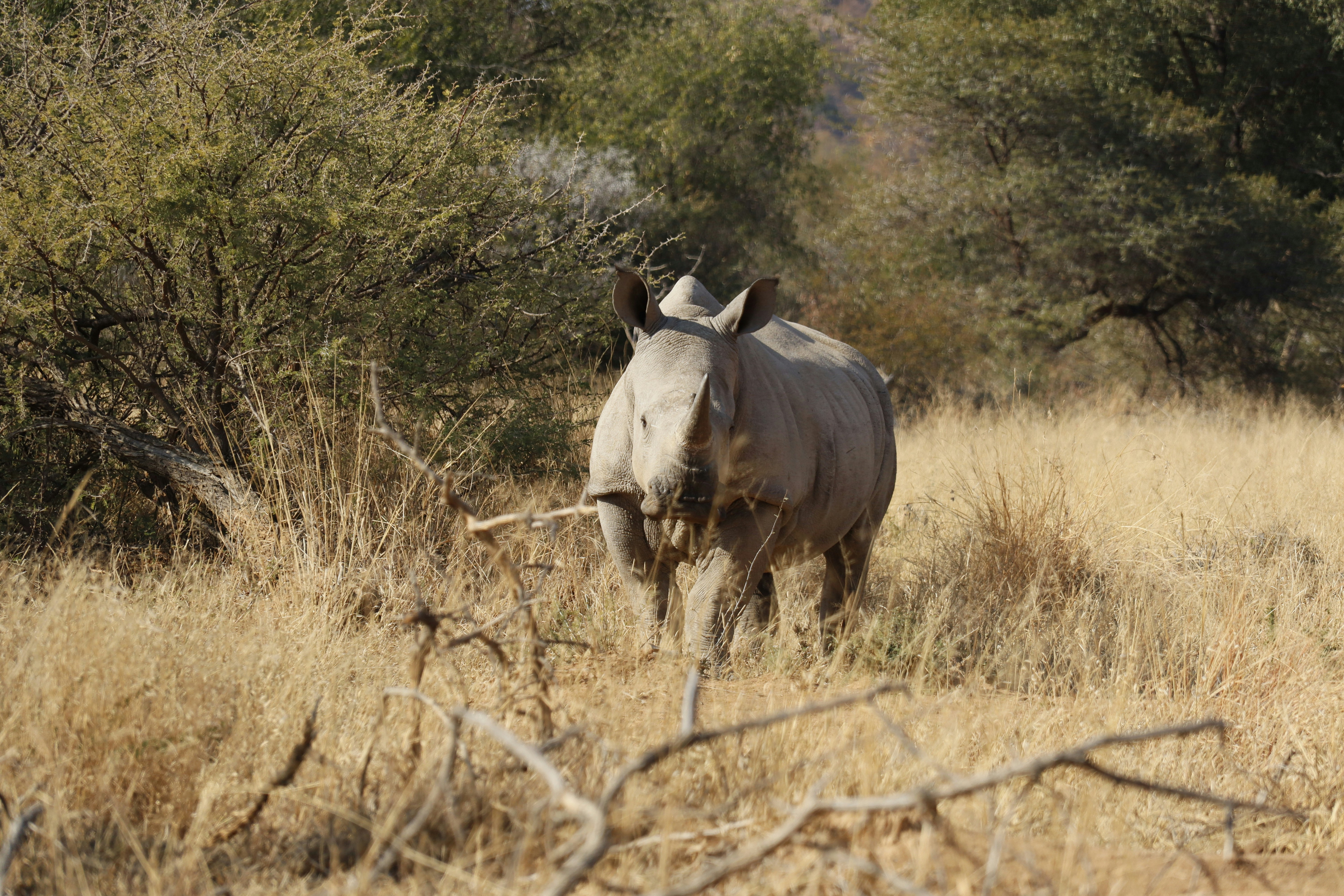 A rhino standing in a dry grass field photo – Free Rhino Image on Unsplash