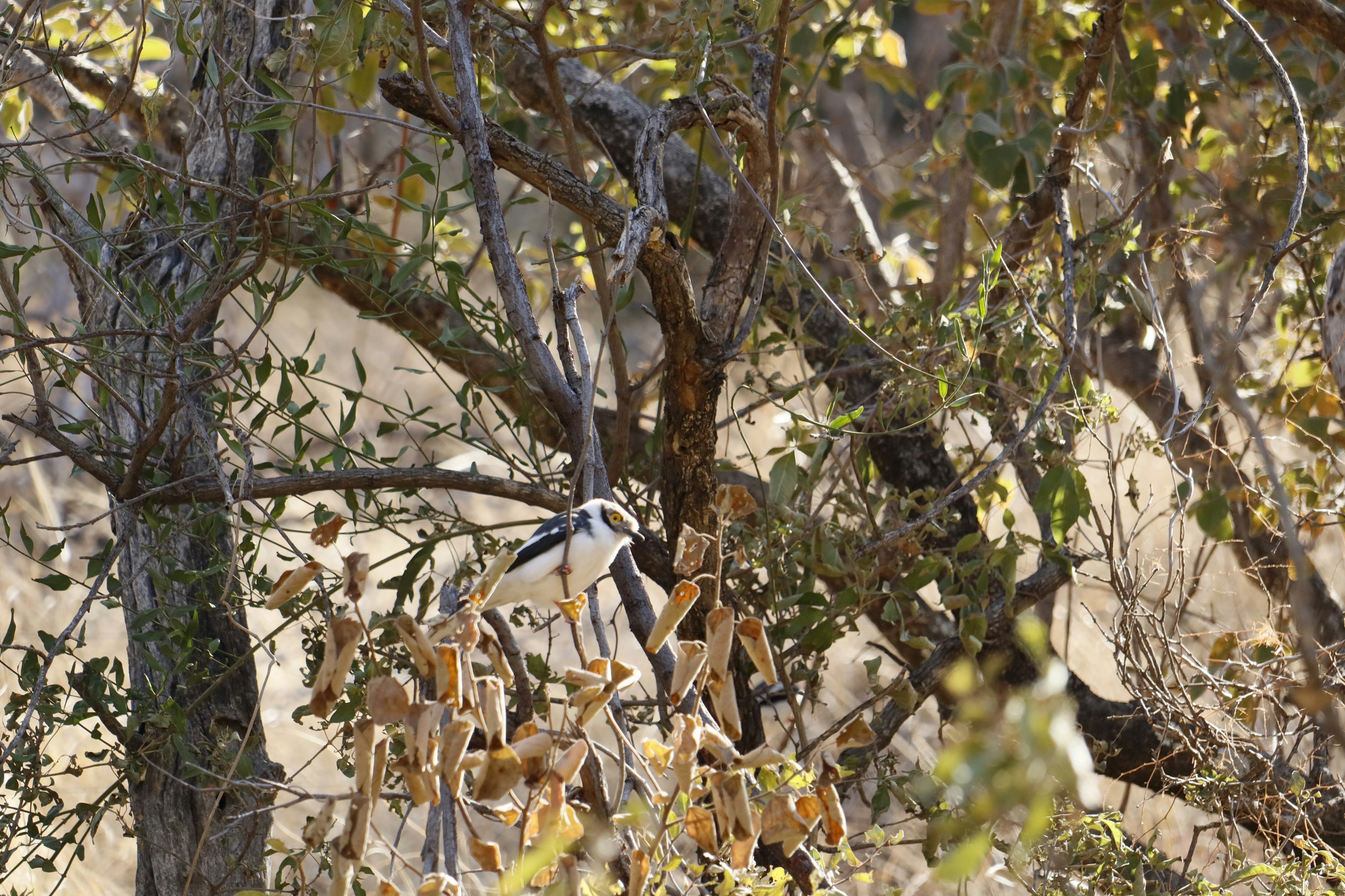 Grey-and-White Warbler on a Sunlit Dry-Brush Perch