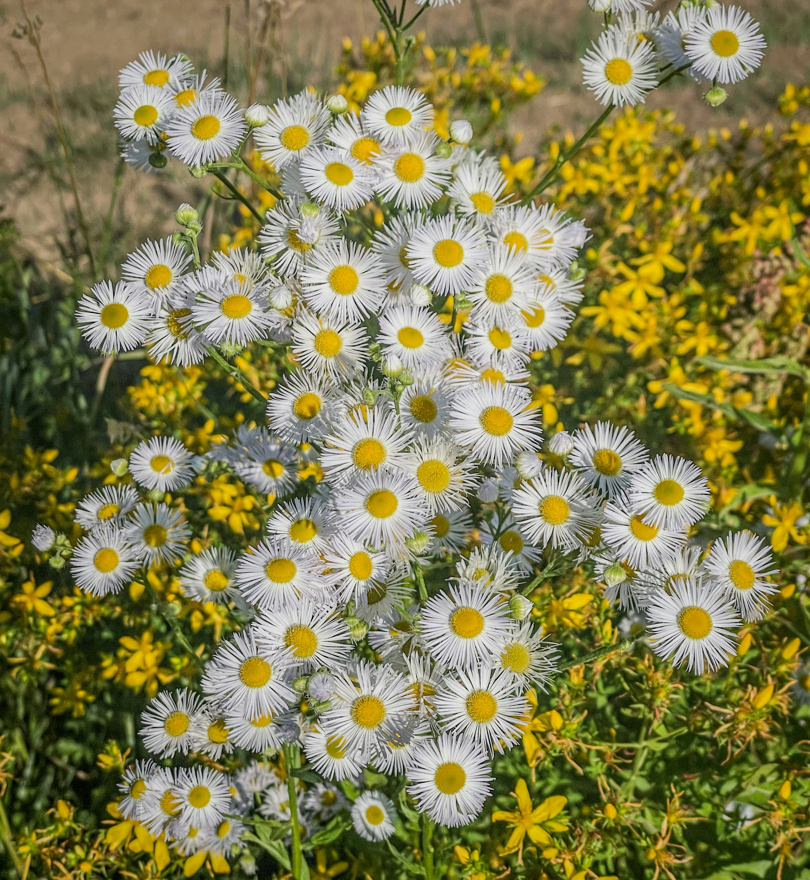 Photo by Bernd 📷 Dittrich with Apple iPhone 12 Pro