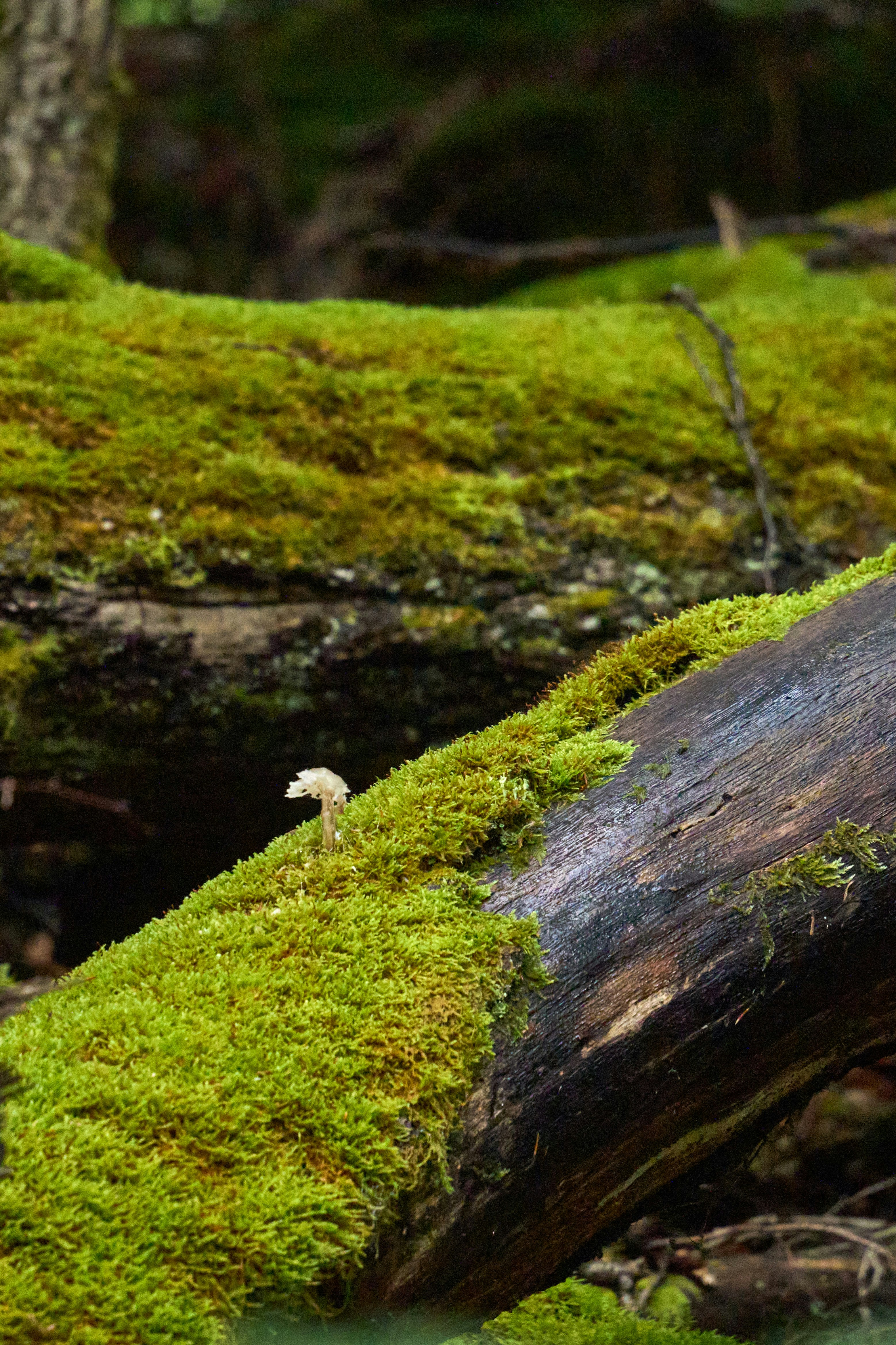 A log with moss growing on it in the woods photo – Free Land Image on ...