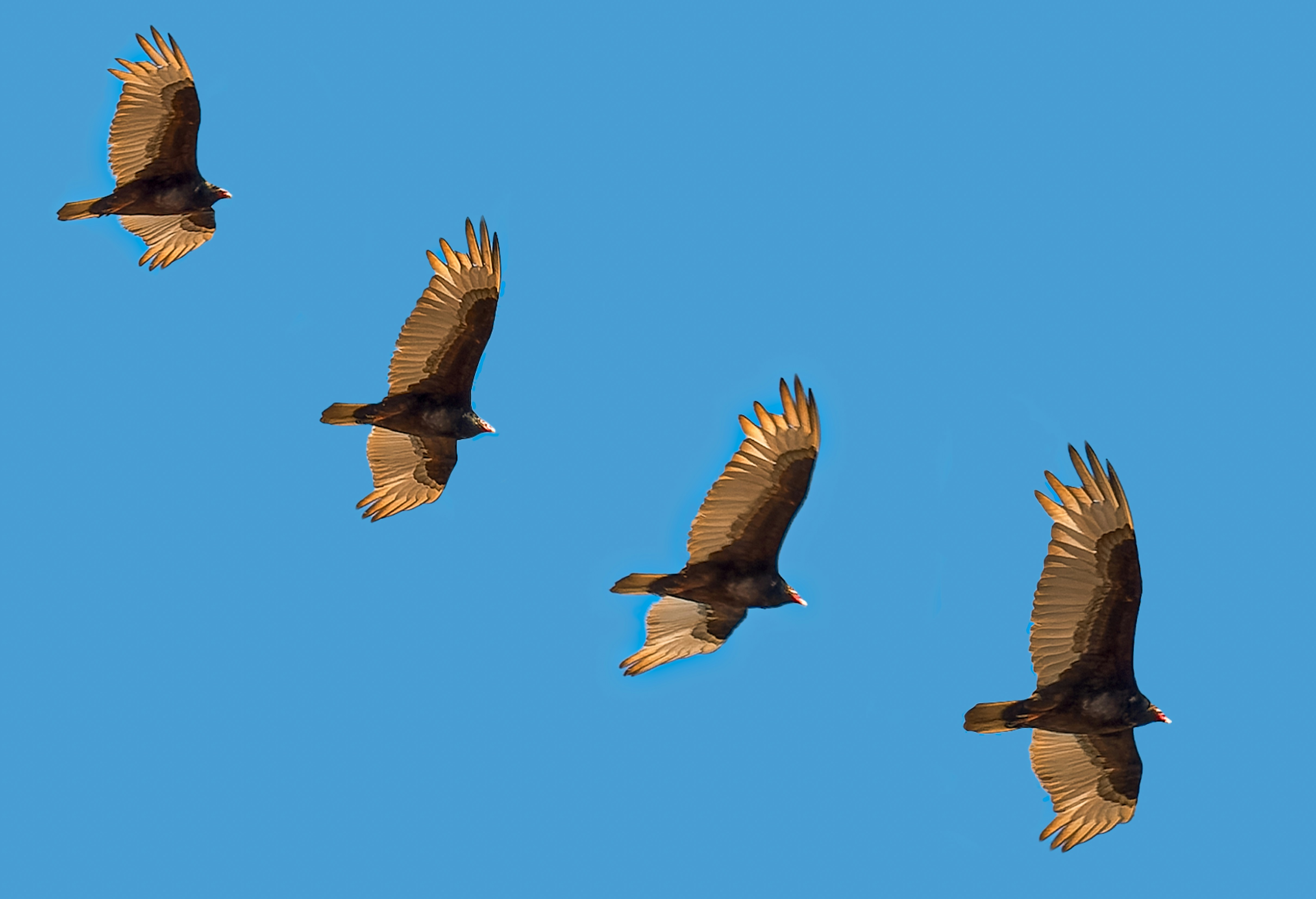 A flock of birds flying through a blue sky photo – Free Bird Image on ...
