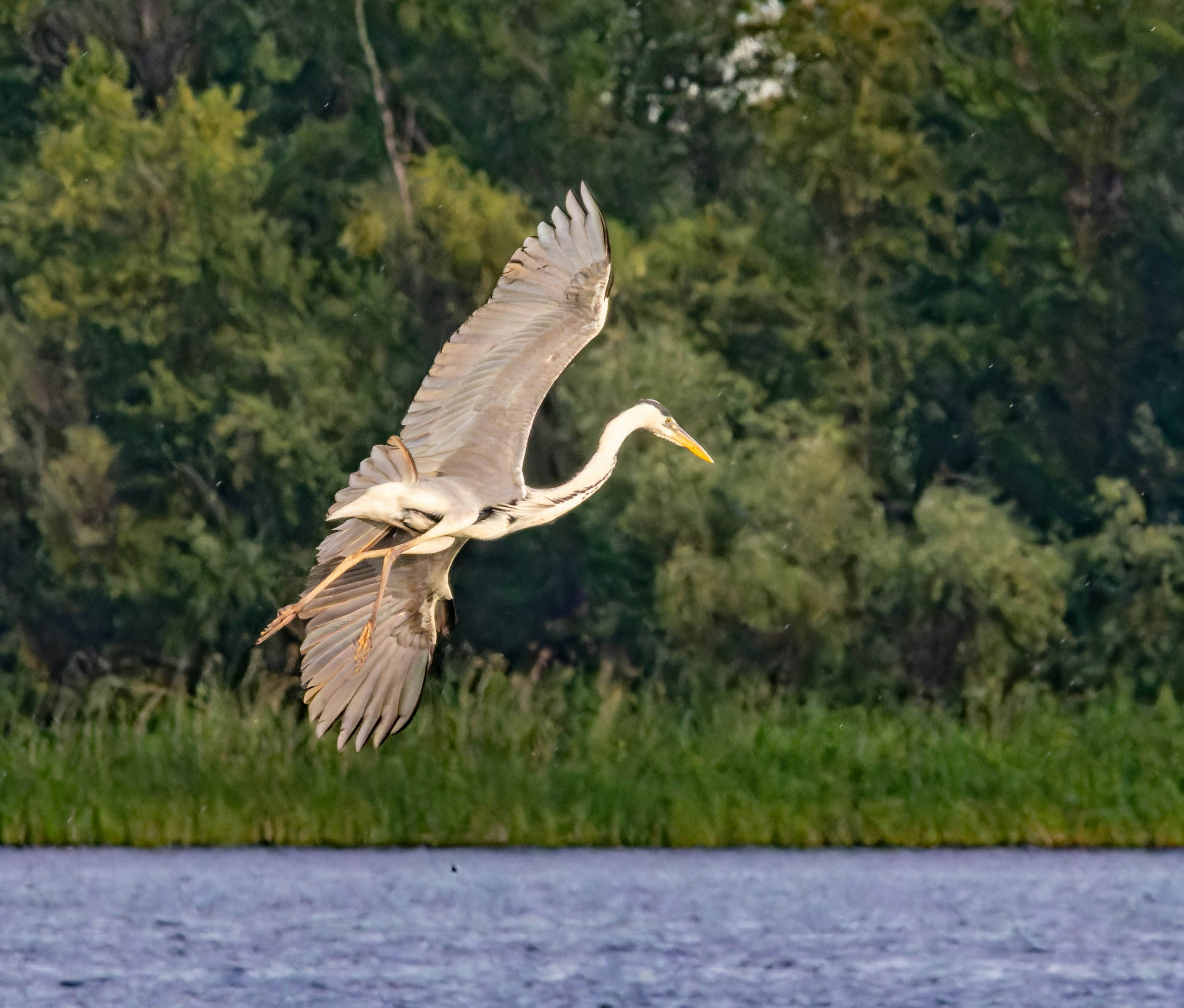 Arcing Grace Over Quiet Waters: Great Egret in Flight