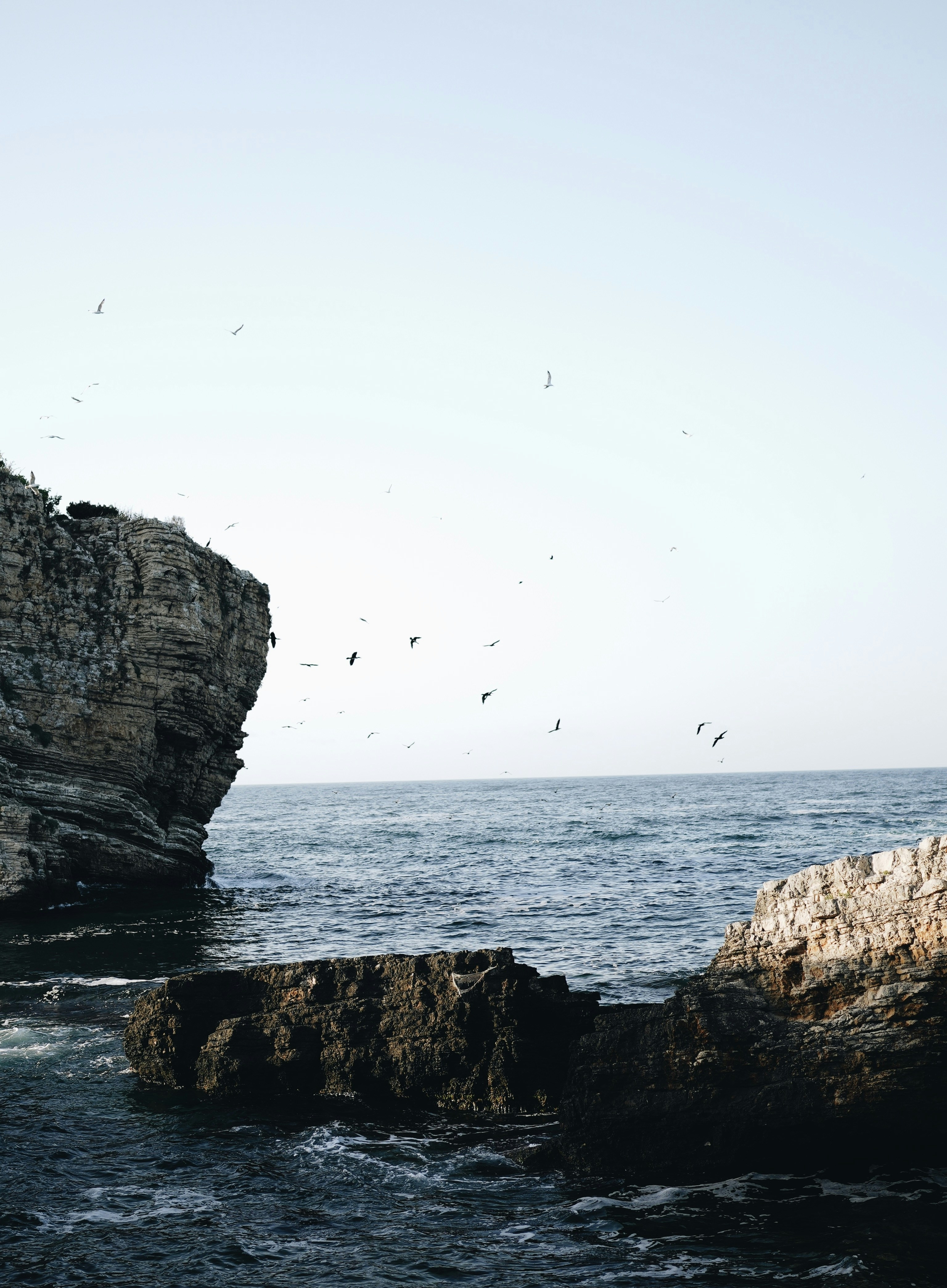 Atlantic Cliff Edge: Seabirds Sketch a Quiet Horizon