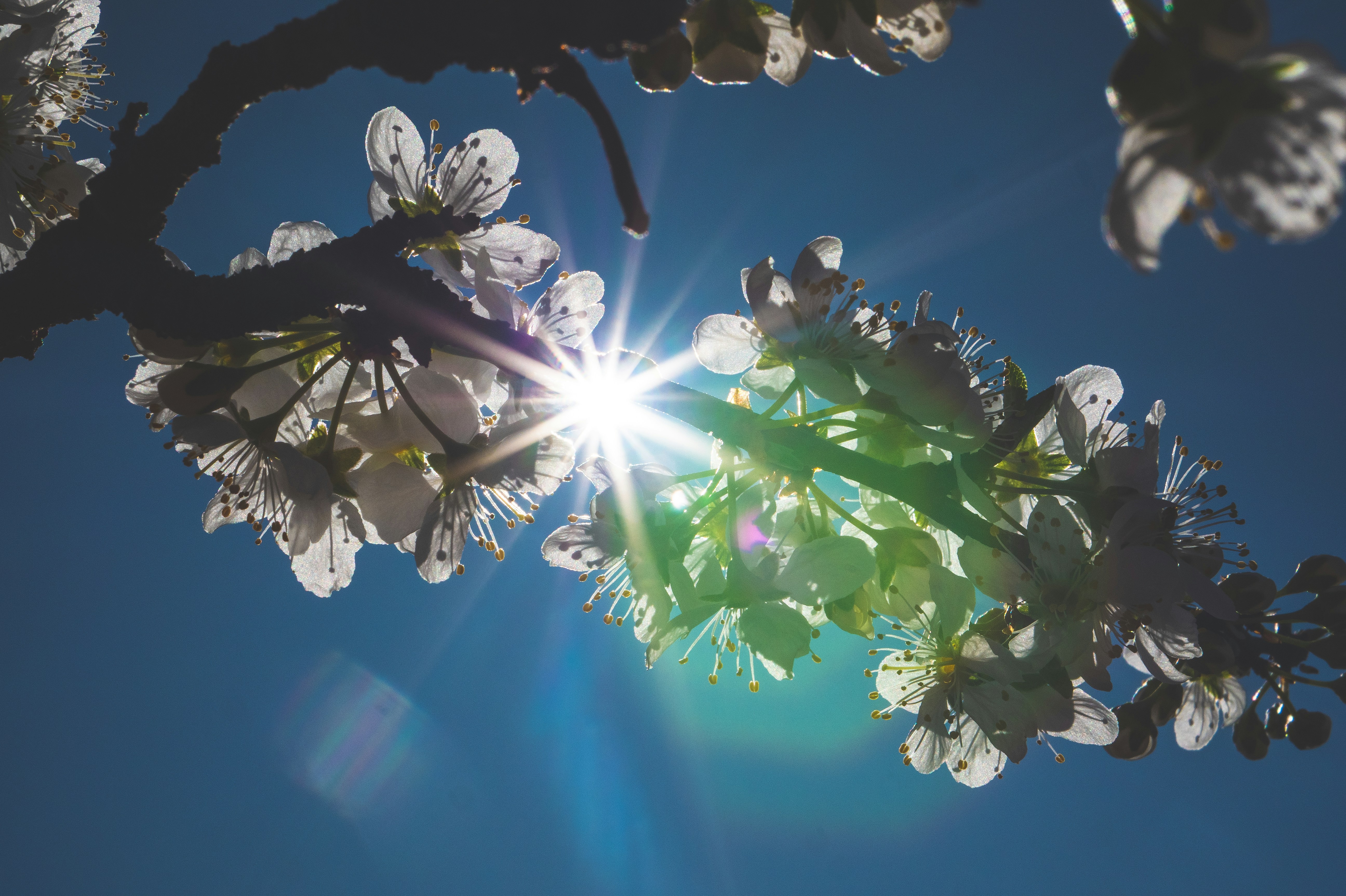 Sunlit blossoms in a clear blue sky with a radiant flare