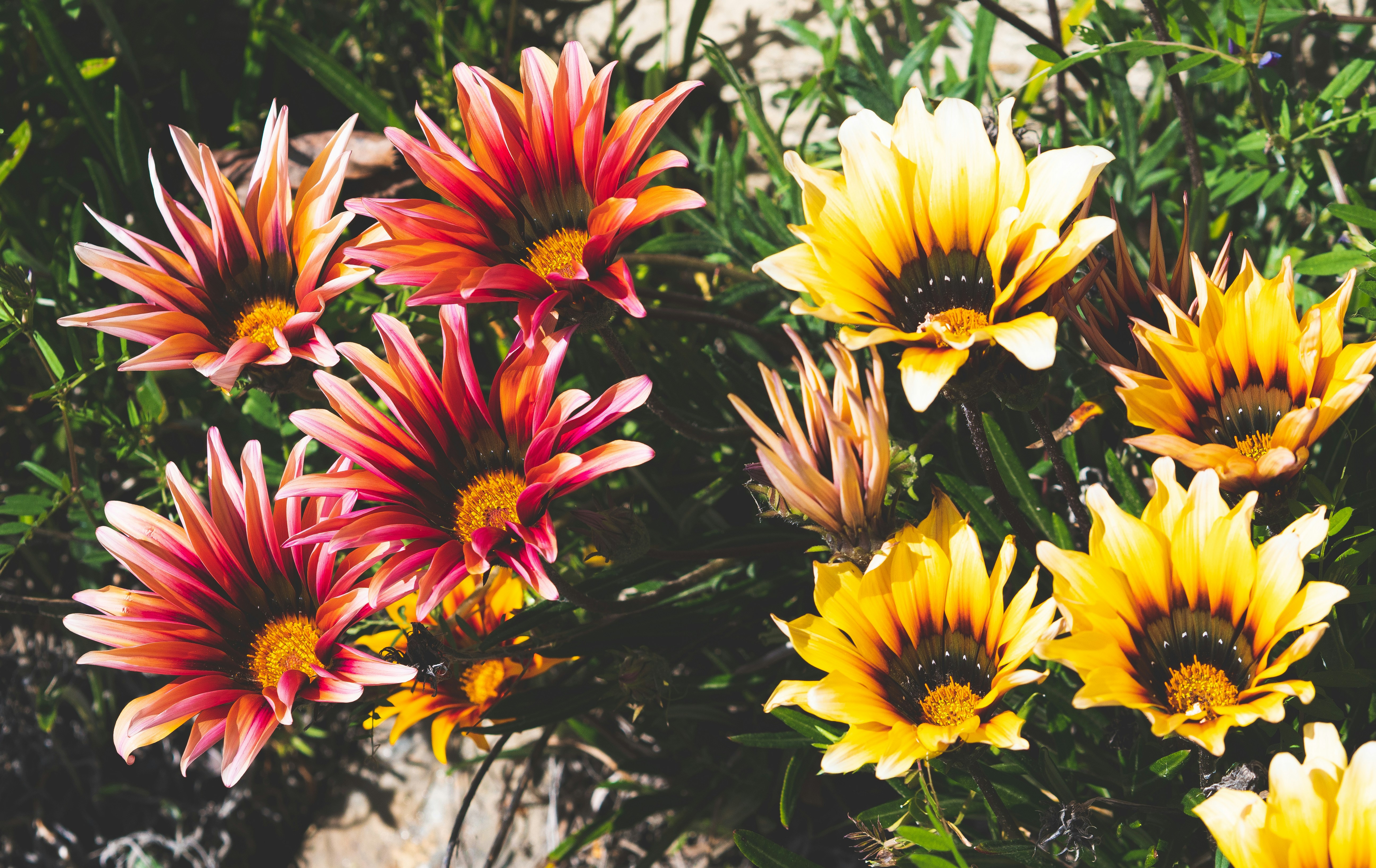 Foto Seikat bunga yang ada di dalam vas – Gambar Bunga Gratis di Unsplash