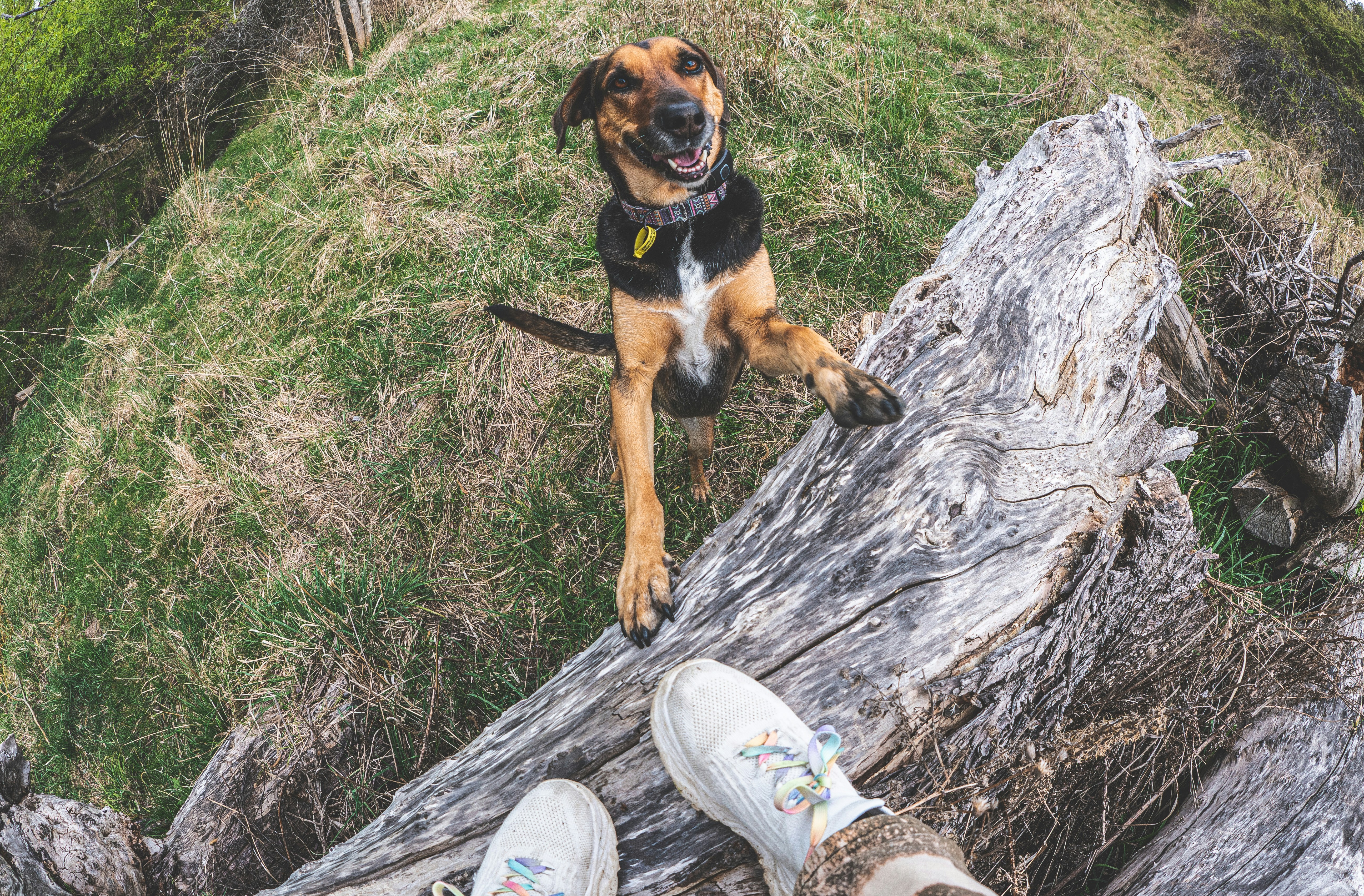 High-Wrail Arc: A playful pup on a sunlit fallen tree