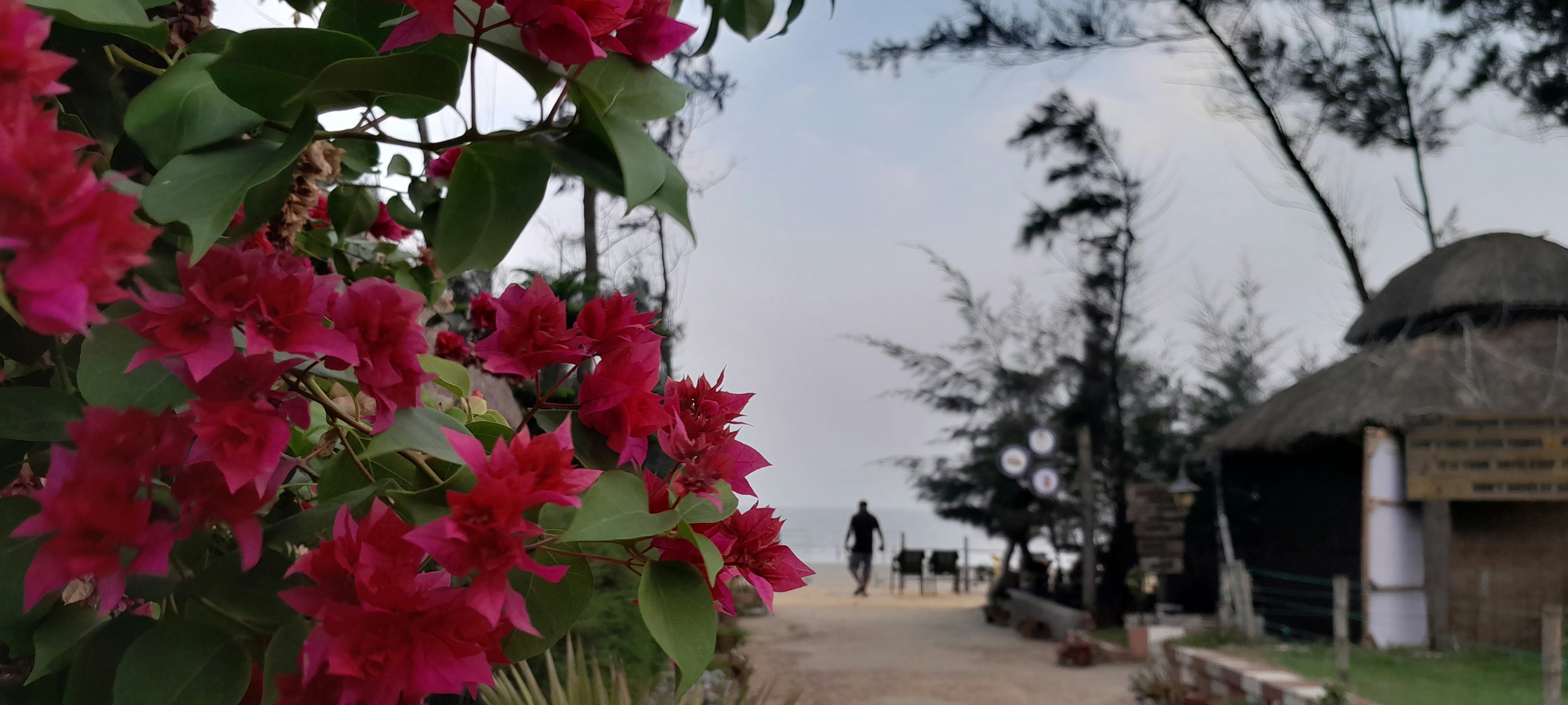 Bougainvillea blooms frame a sunlit village path stretching toward distant thatched huts and figures. The scene emphasizes depth and daily life in a calm outdoor setting.
