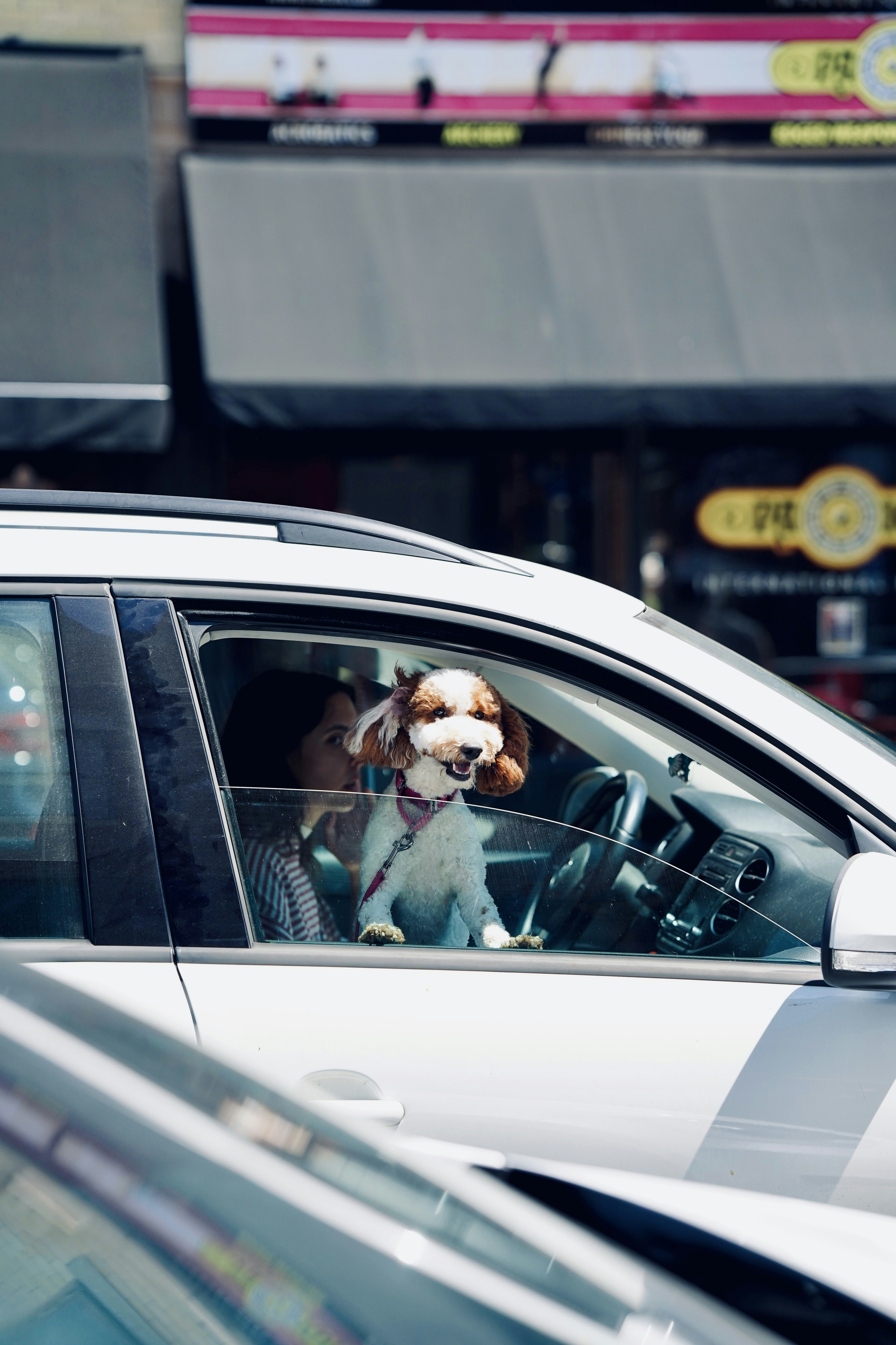 A dog is sitting in the passenger seat of a car photo – Free Usa Image ...