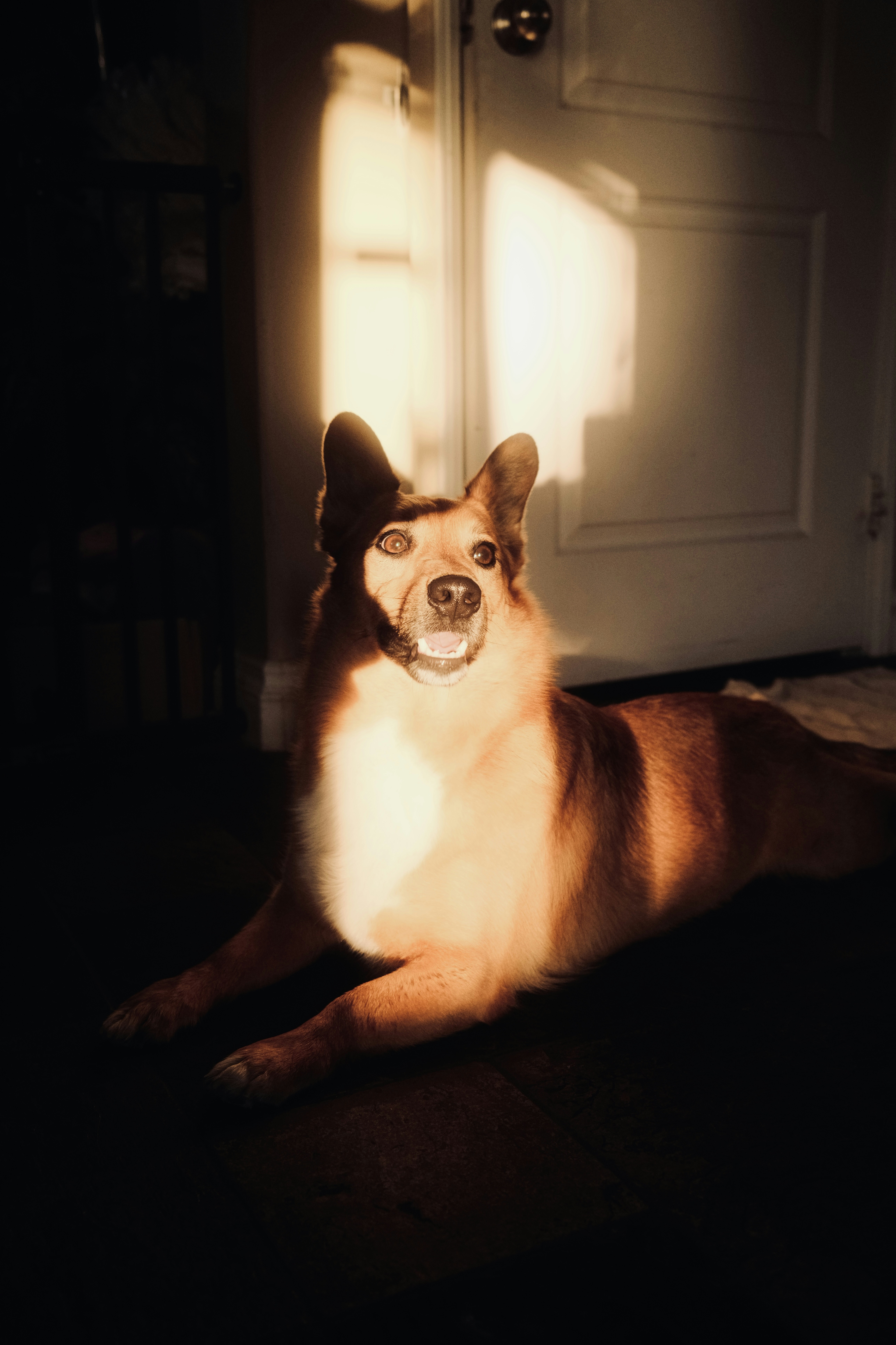 Warm Doorway Reverie: A mixed-breed dog resting in afternoon sun