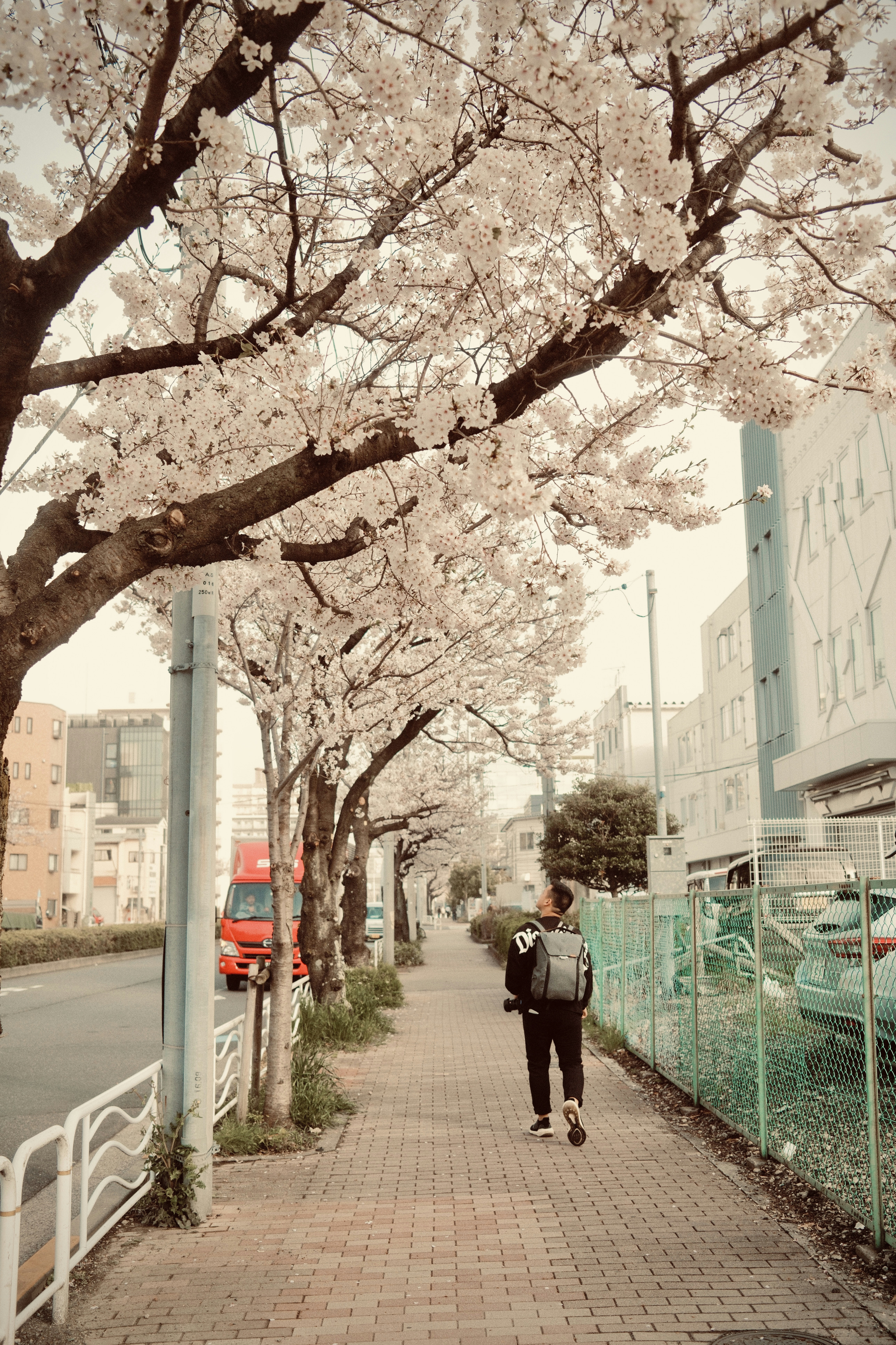 Under the Cherry Canopy: A Quiet Urban Walk