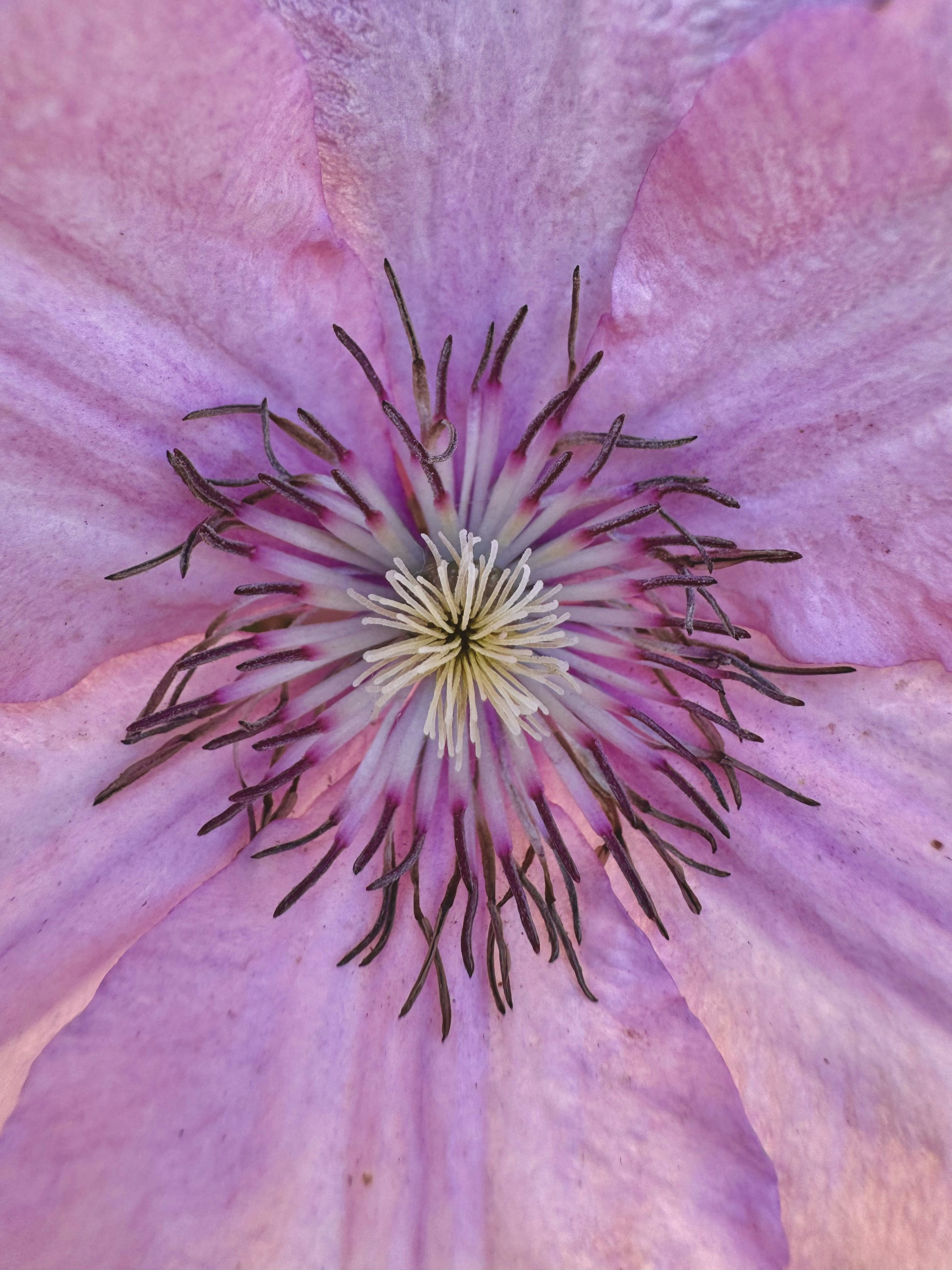 Radiant Core: A Close-Up Study of a Pink Poppy's Stamen