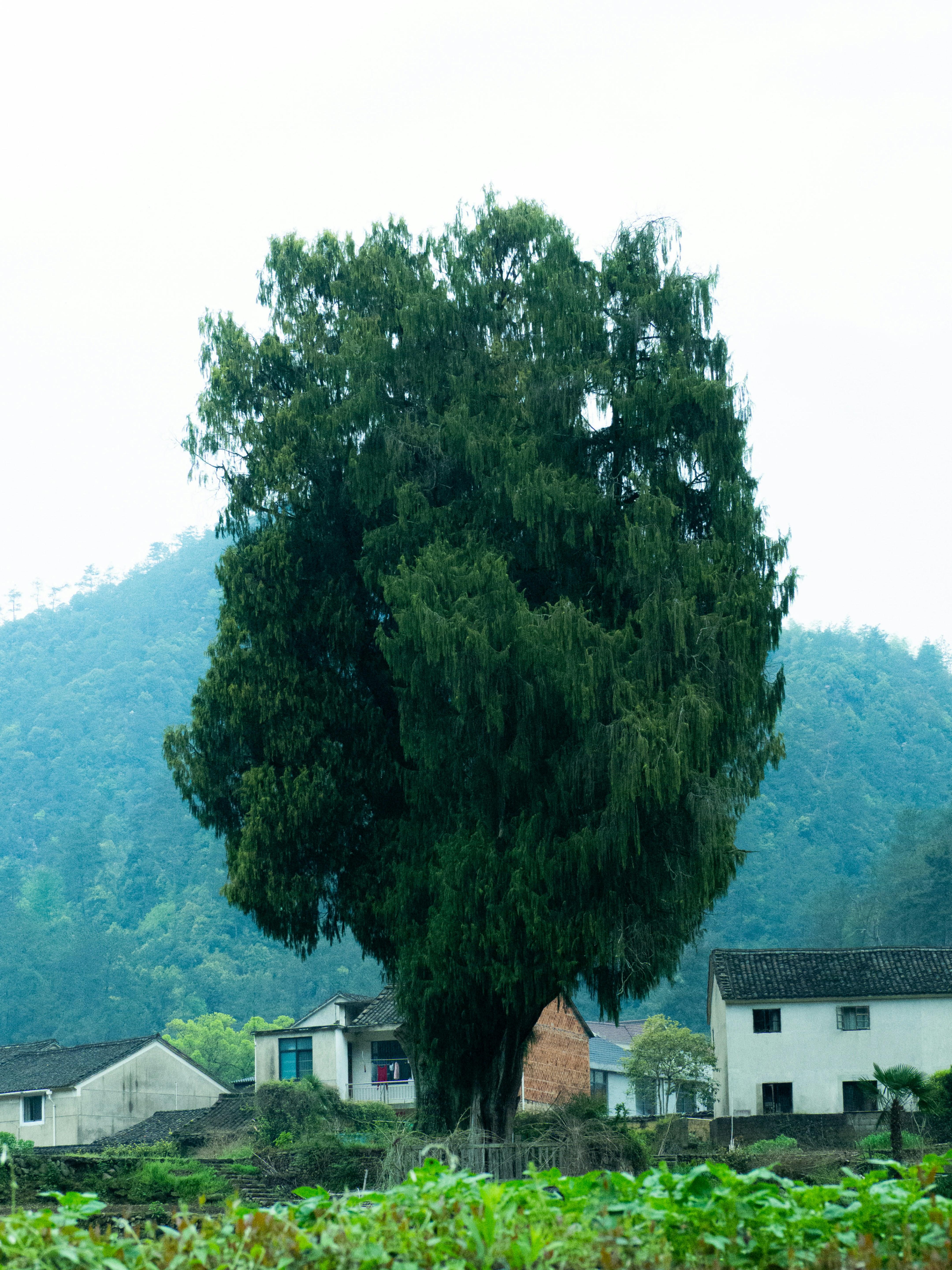A large tree sitting in the middle of a lush green field photo – Free ...