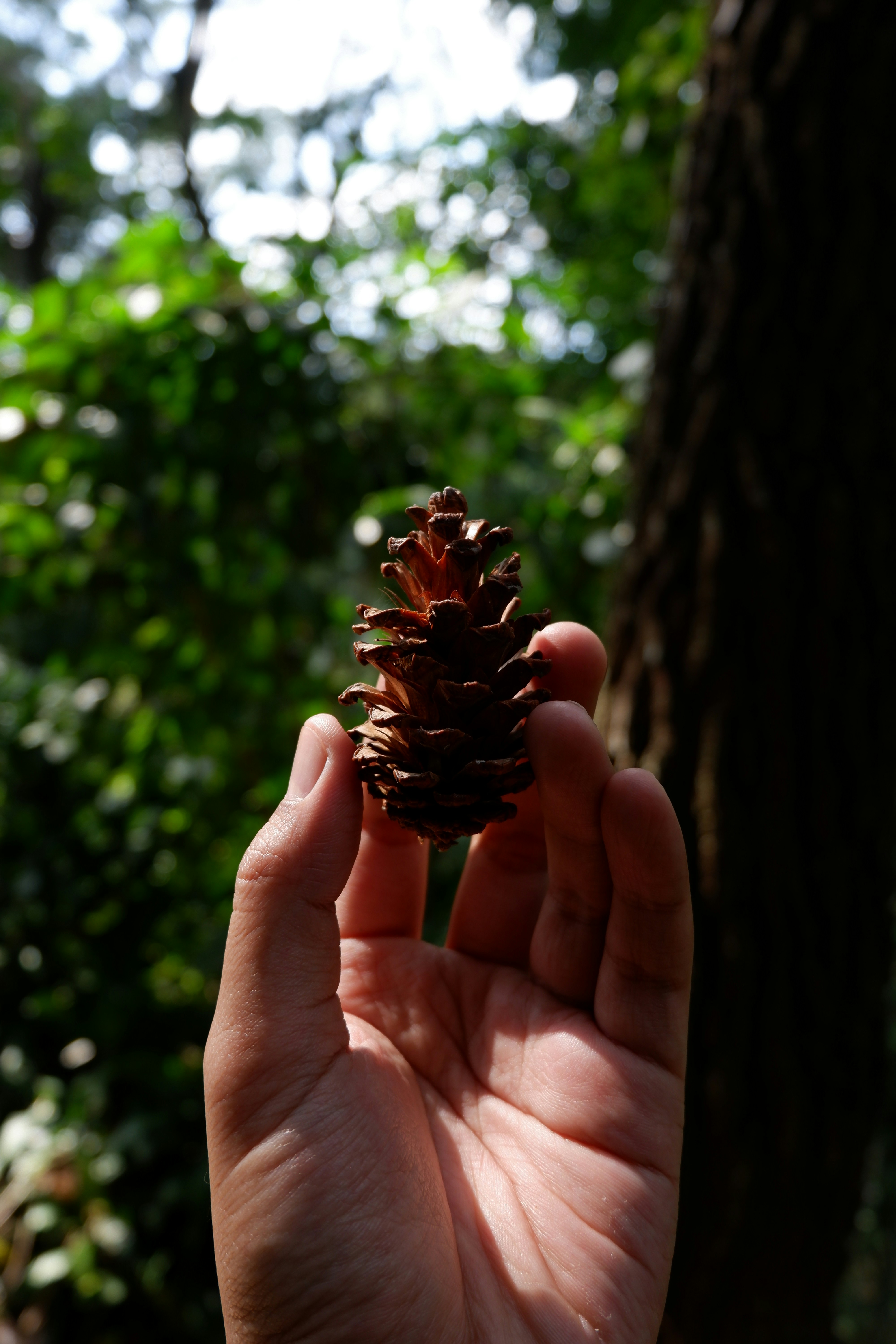 Hands and Pinecone: A Quiet Moment of Nature Close-Up