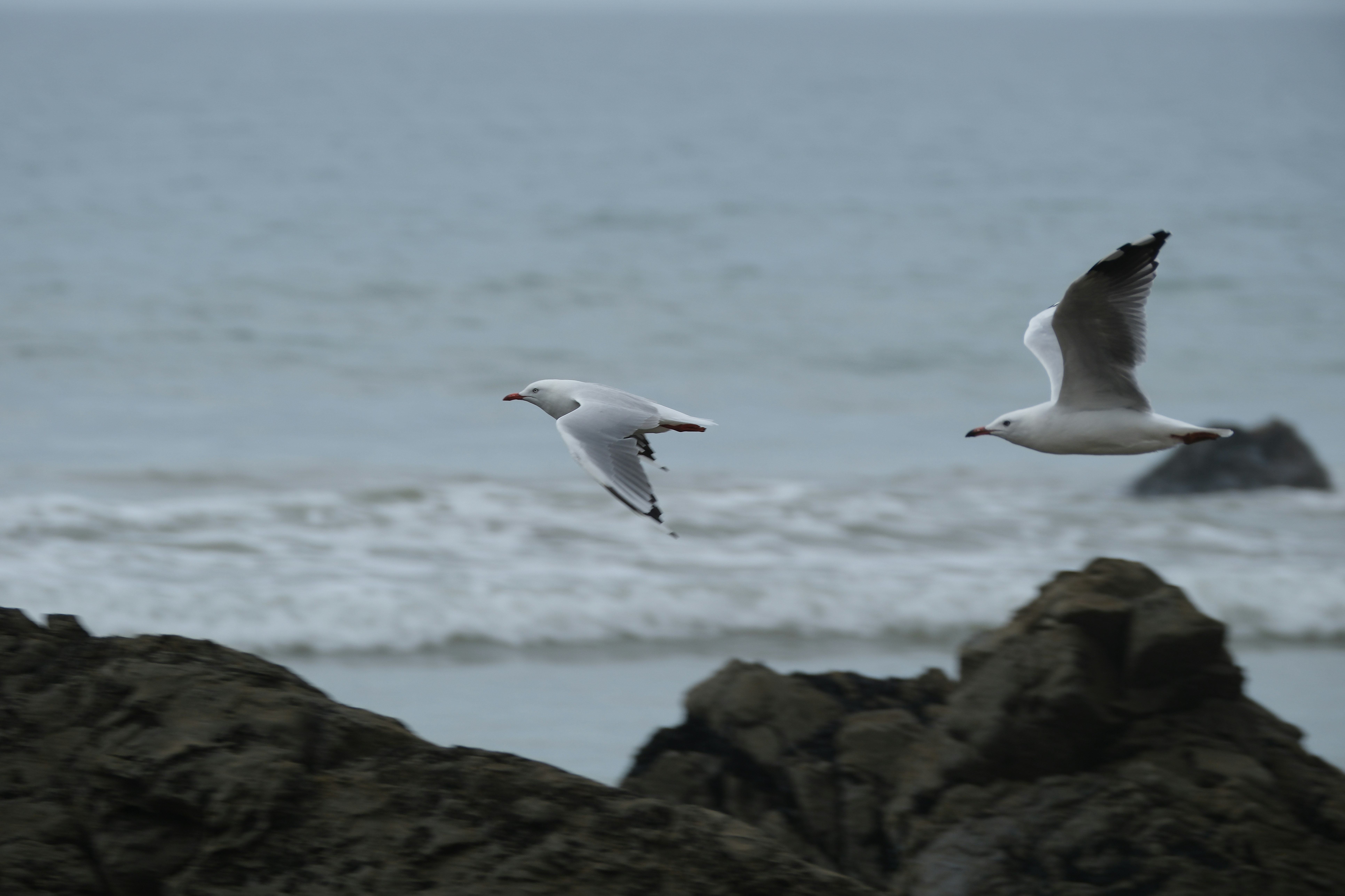 Two Seagulls in Flight Over a Rugged Seaside Rockscape