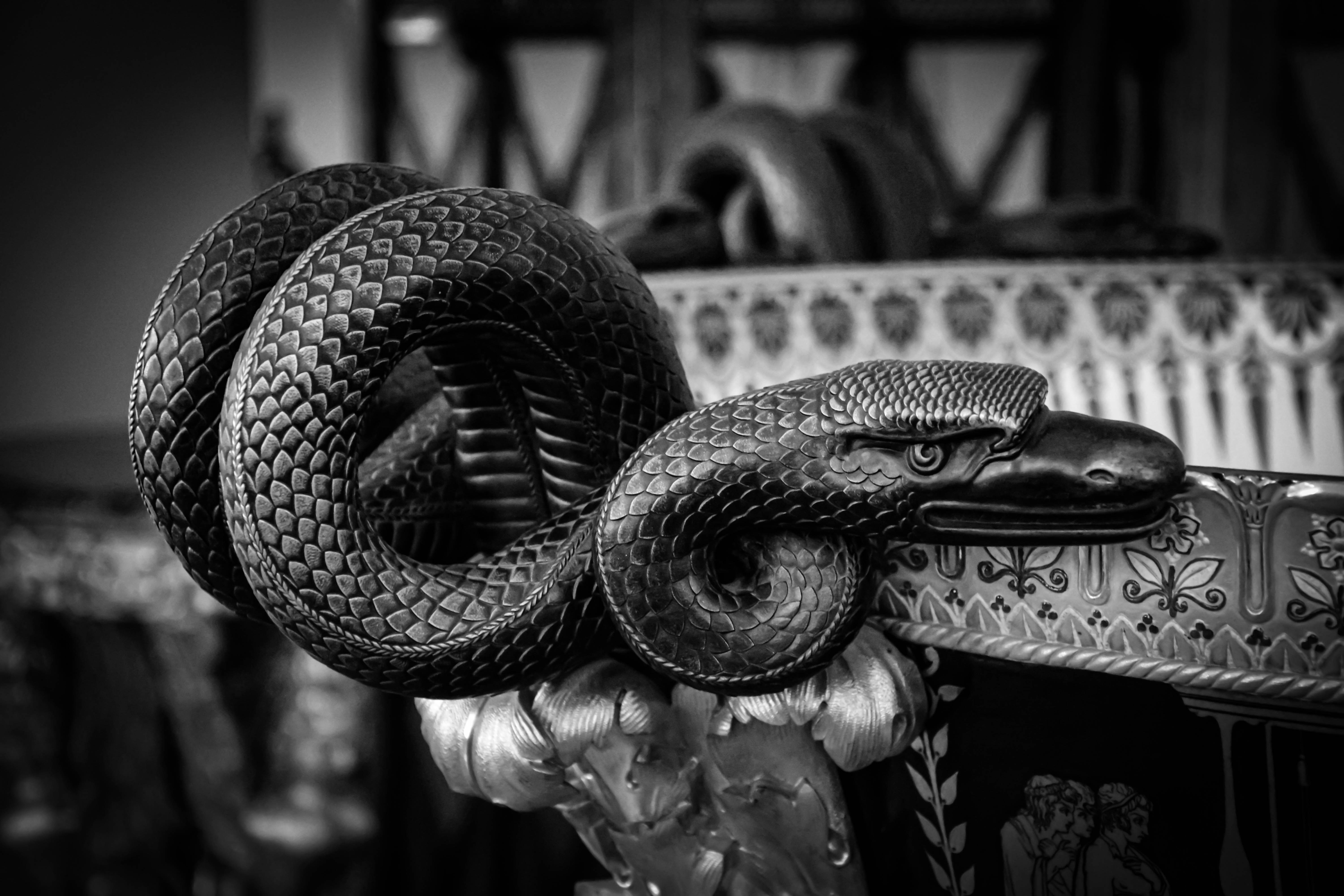 Monochrome Serpent Elegance on Ornate Bench