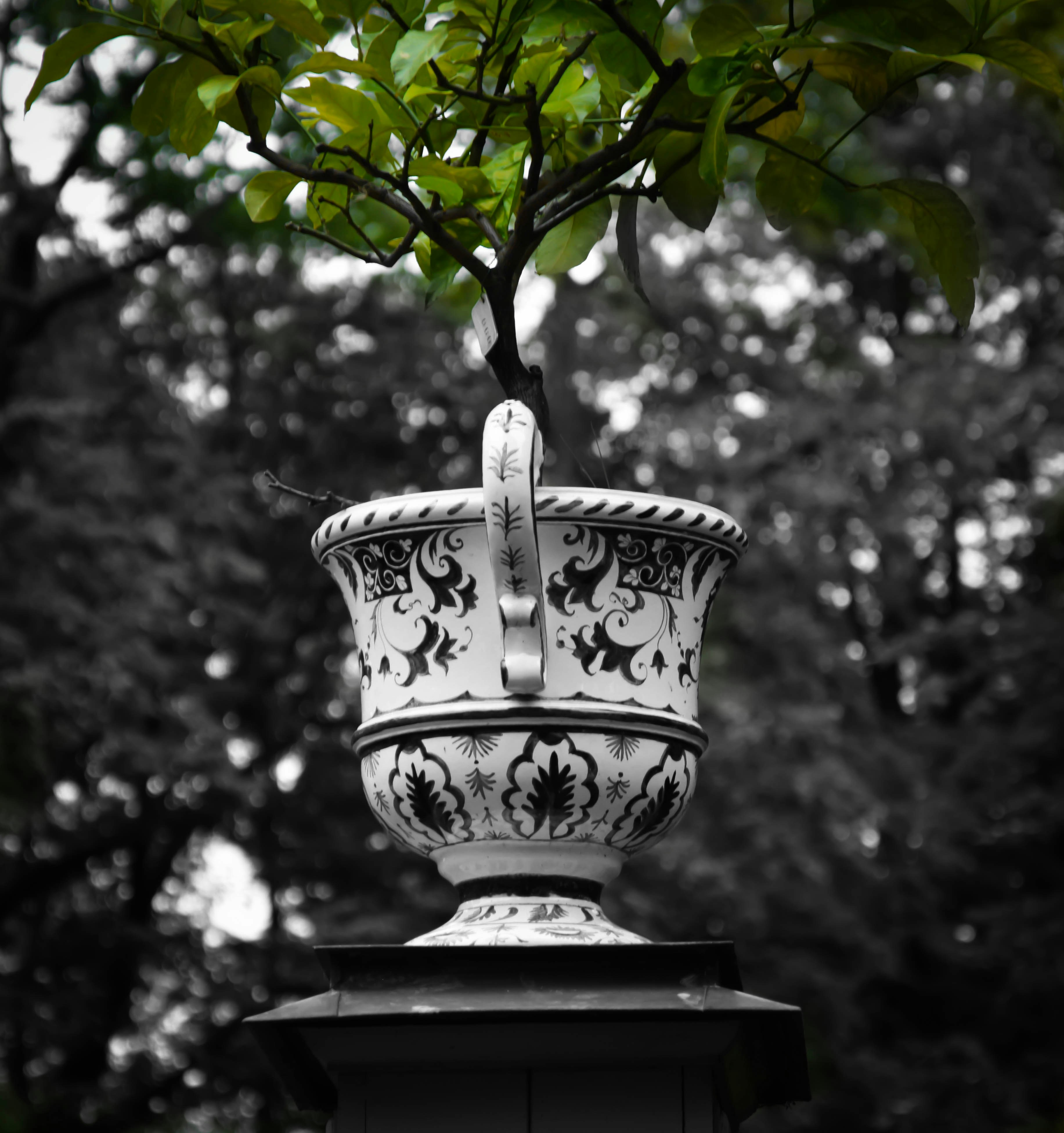 Verdant Crest: An Ornate Ceramic Planter in a Grayscale Garden