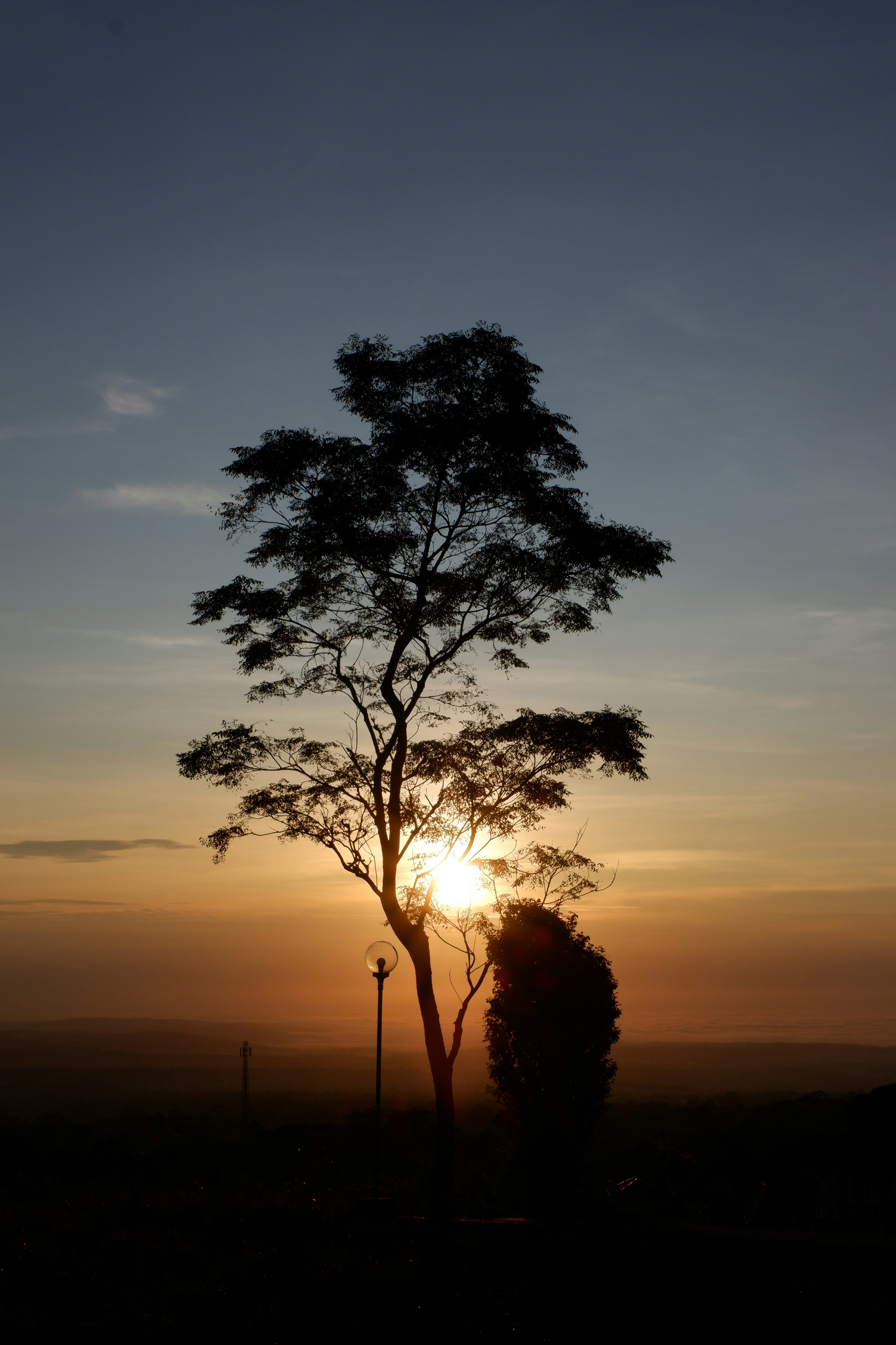 Sunlit Silhouette: A Lone Tree Amid the Horizon Glow