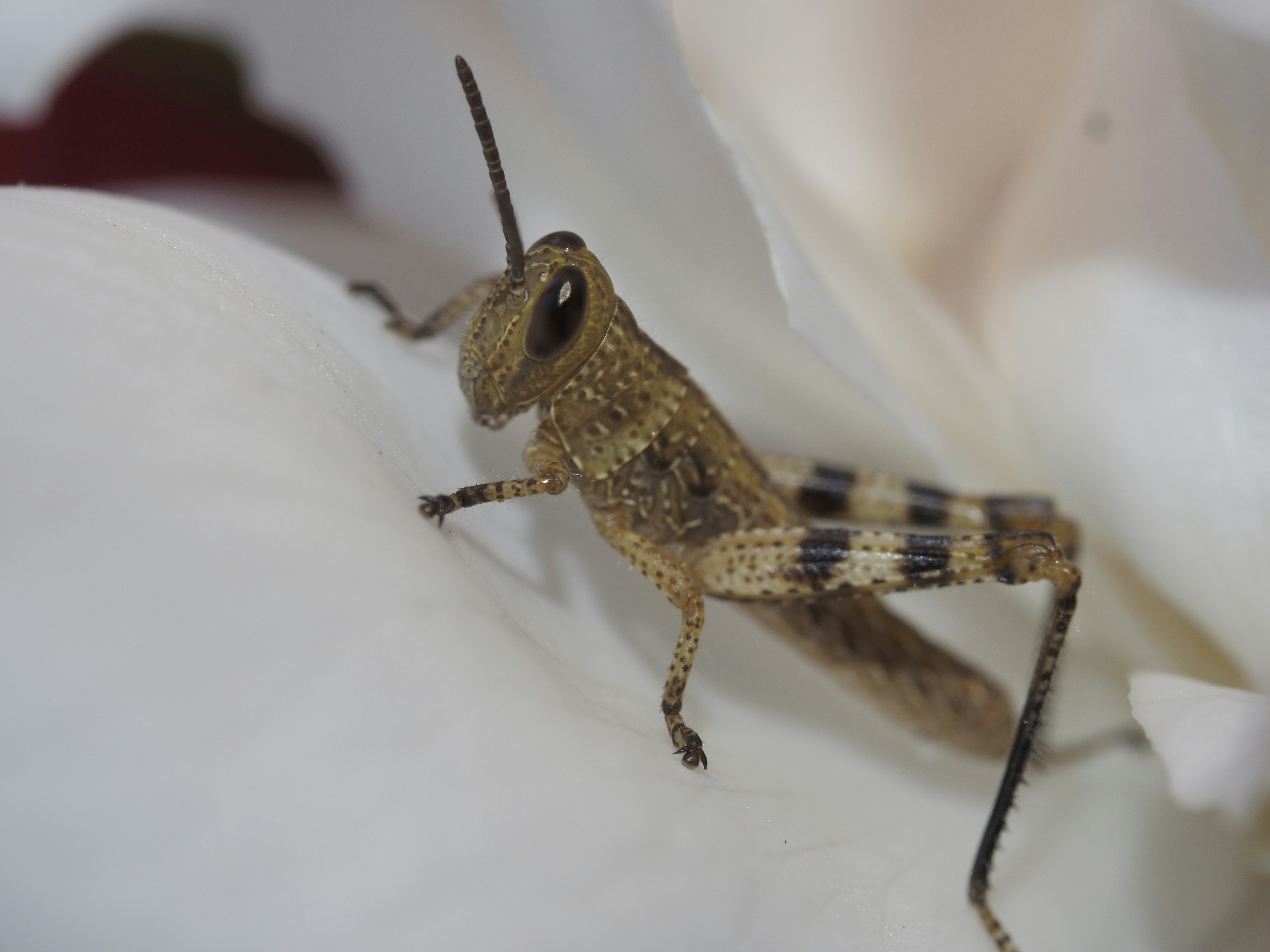 Photo by Roy Miller with Olympus OM-D E-M1